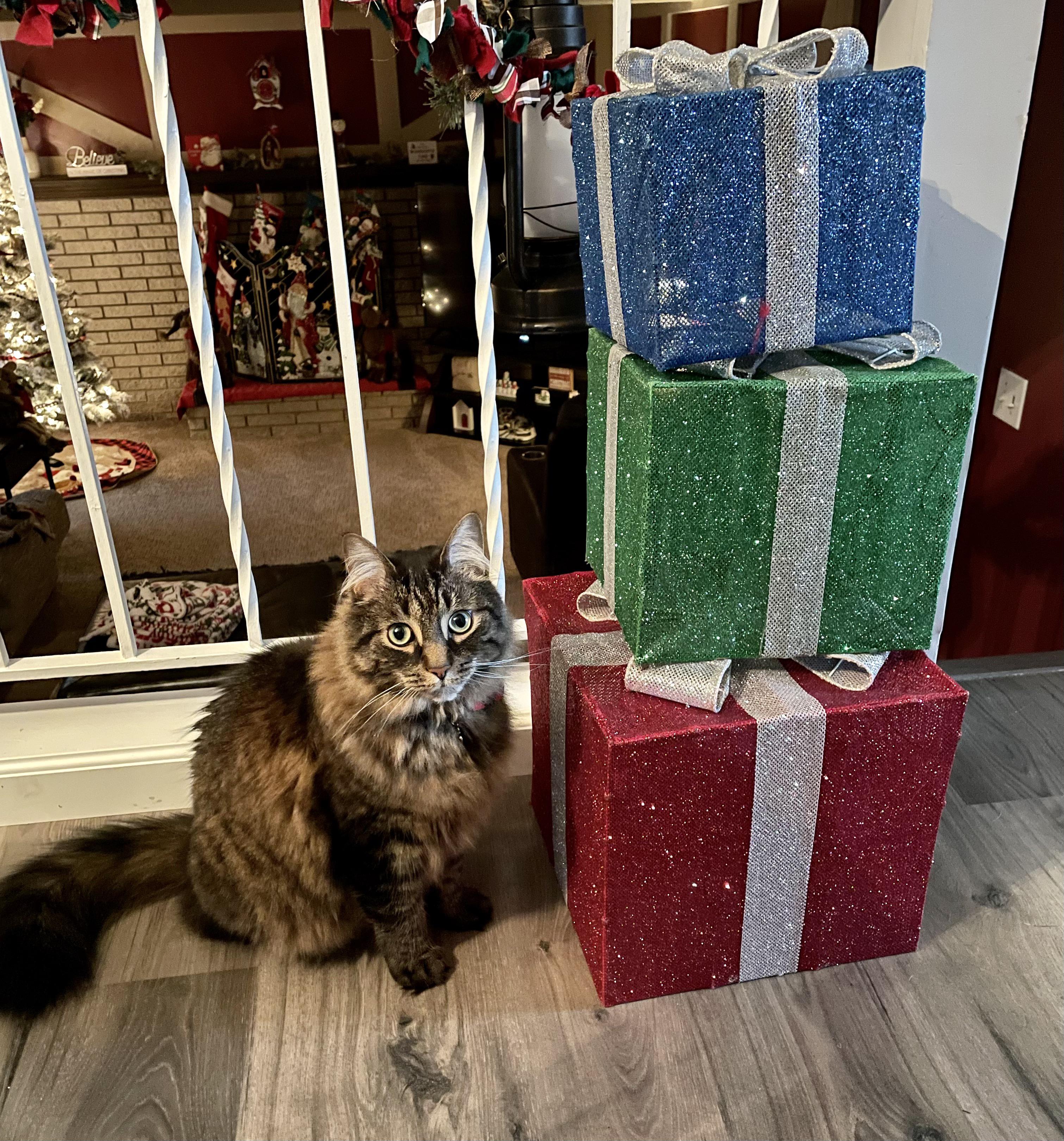 Murph 😺🎁 | Scrolller