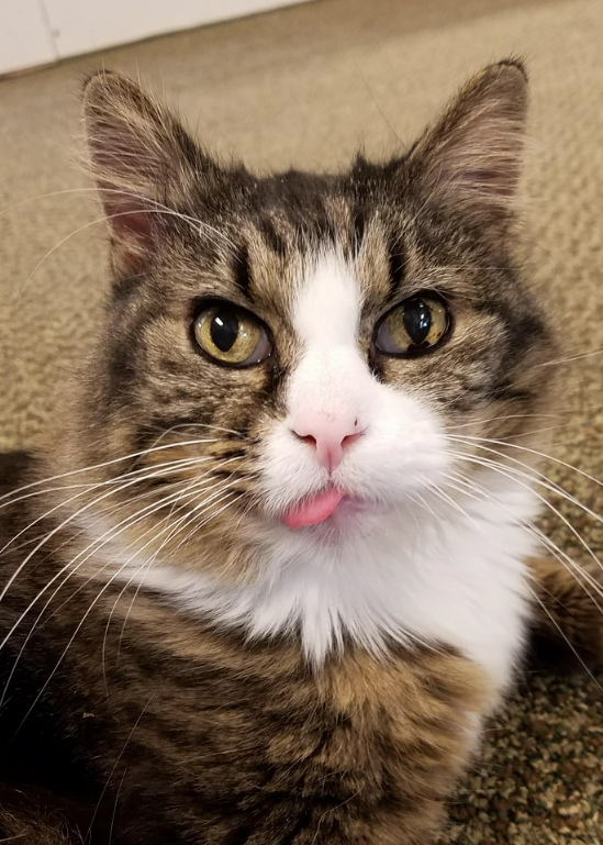 Crooked blep: the charming imperfection. | Scrolller