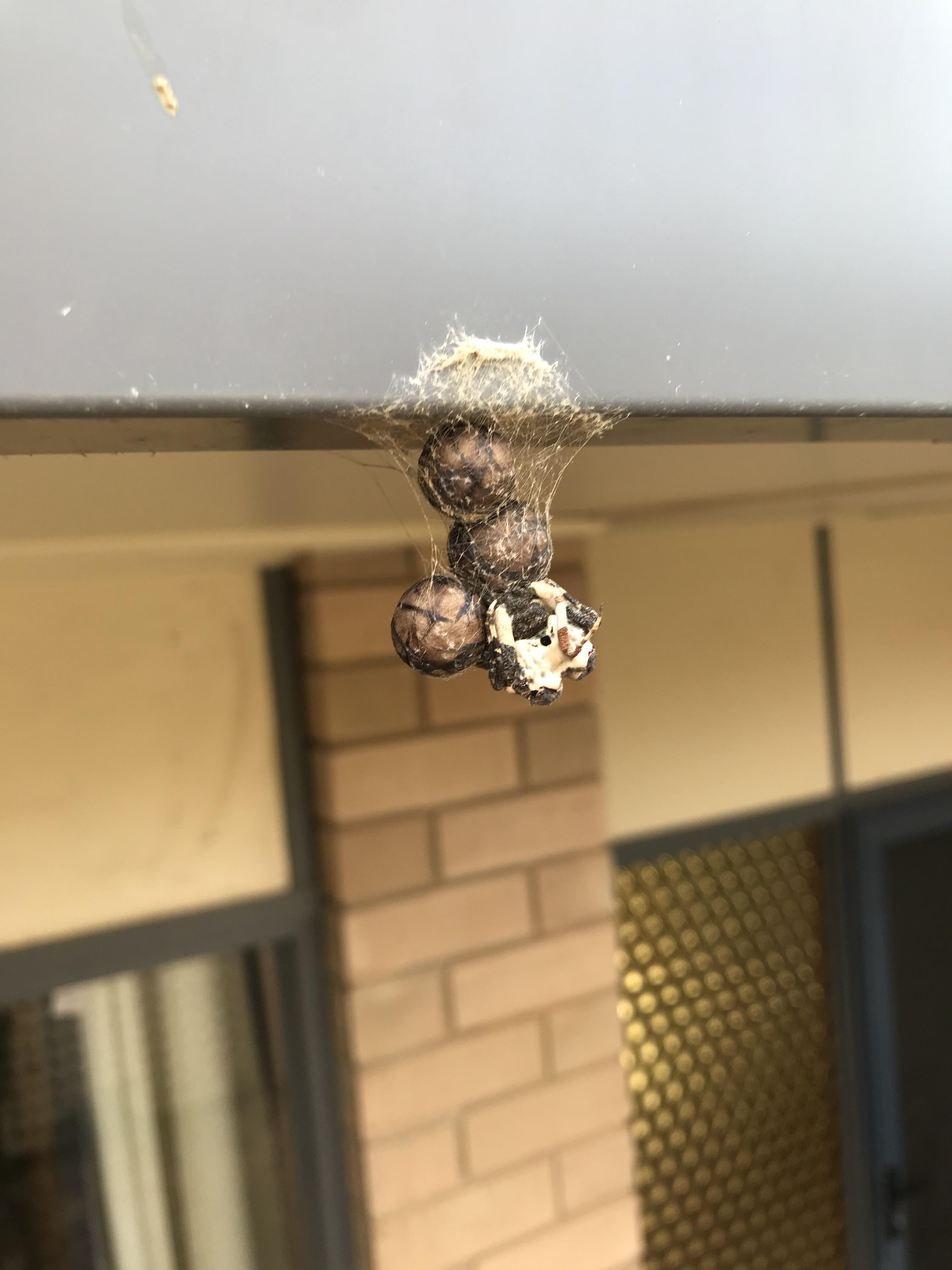 Nightmare | Scrolller