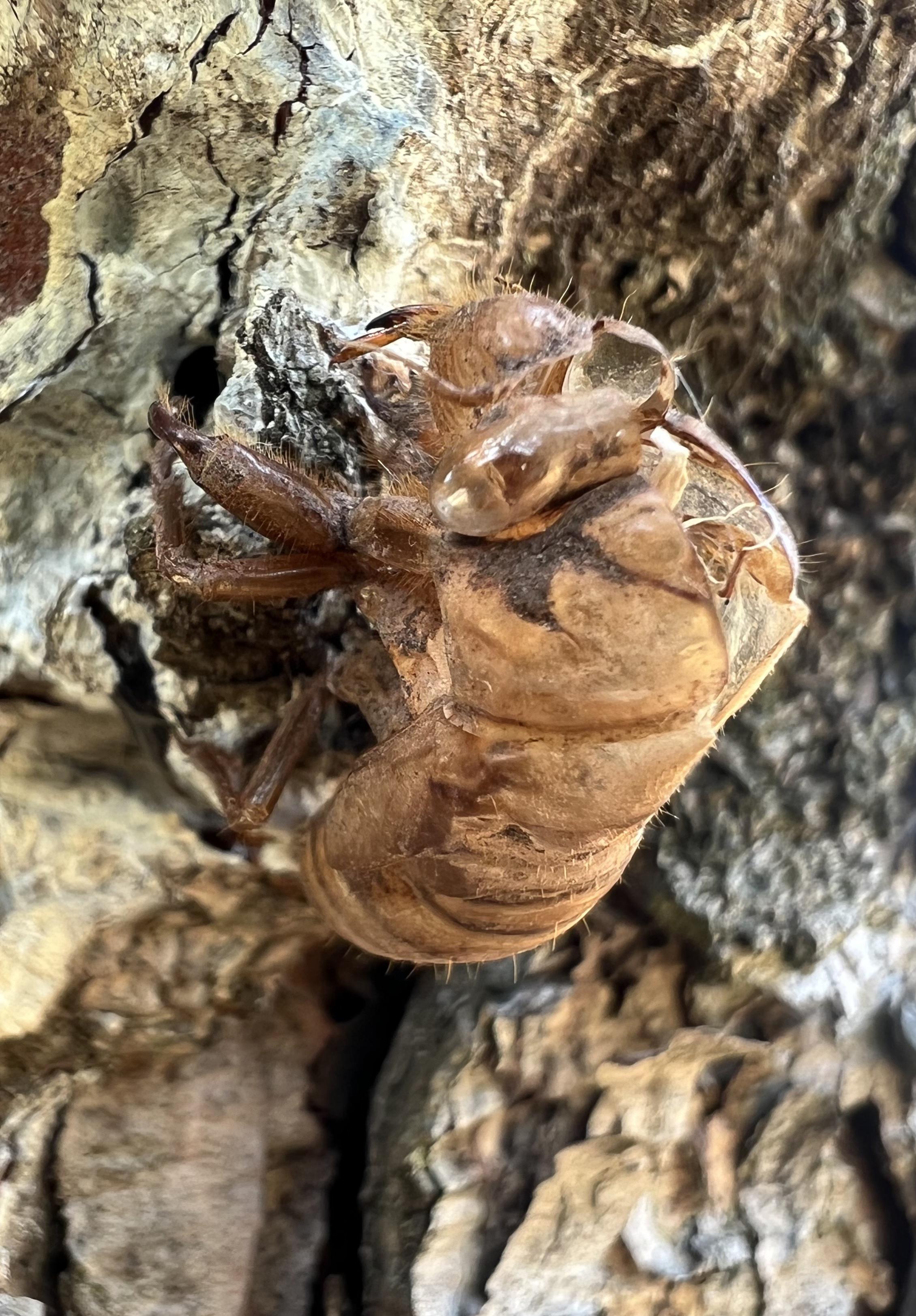 Cicada shell | Scrolller