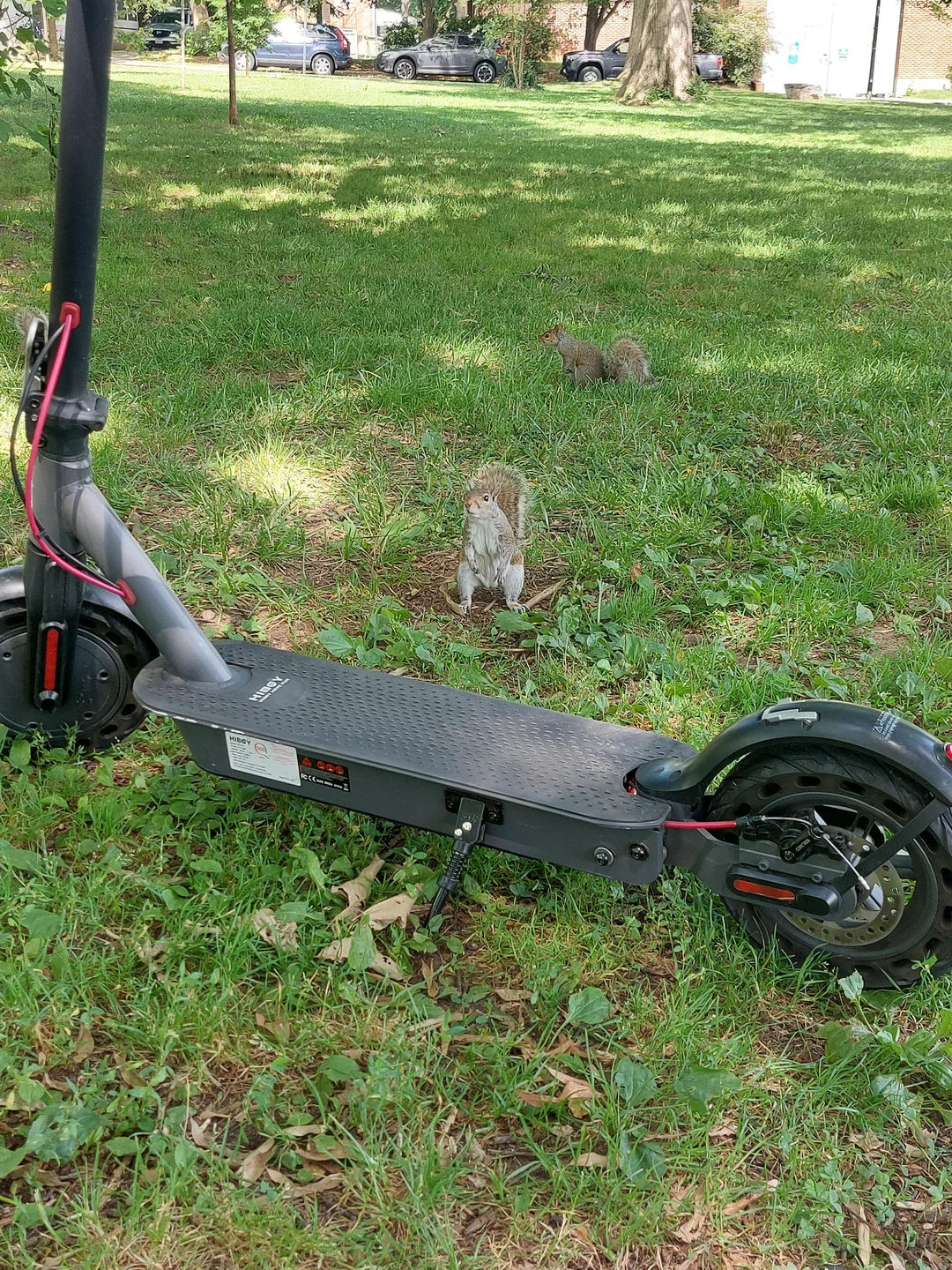 Squirrel was flexing at my scooter. | Scrolller