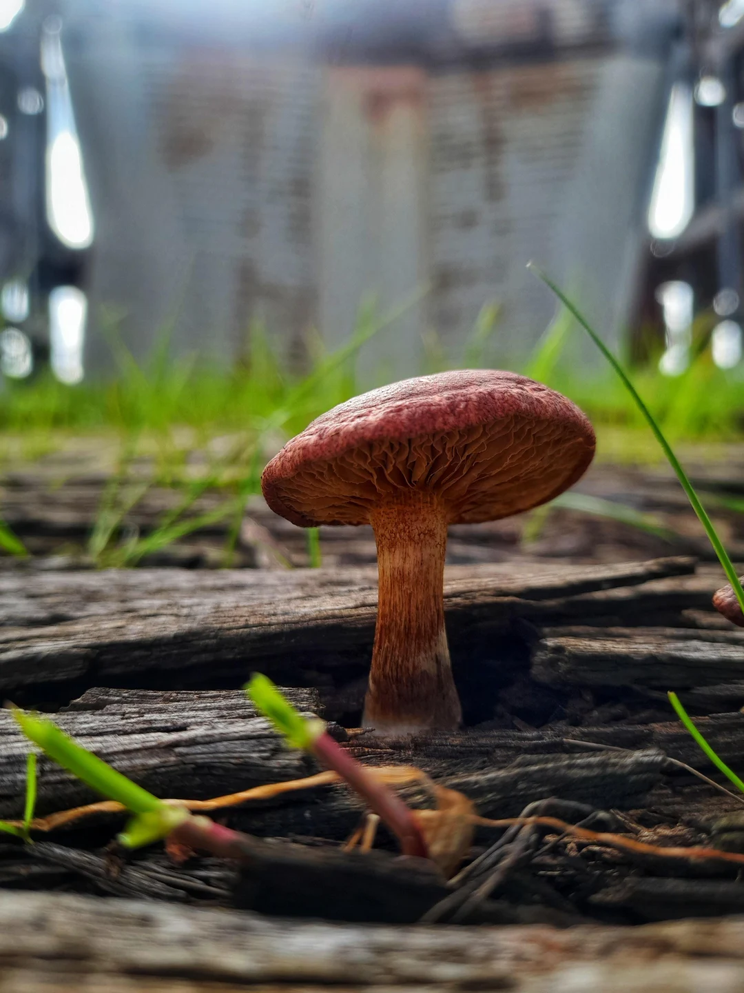 Little fella growing on an abandoned ferry dock | Scrolller