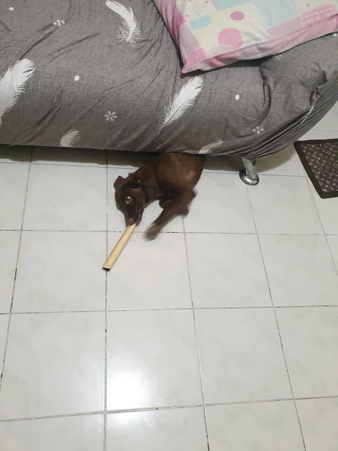 She slides her toys under our sofa and gets under to get it. It's like ...