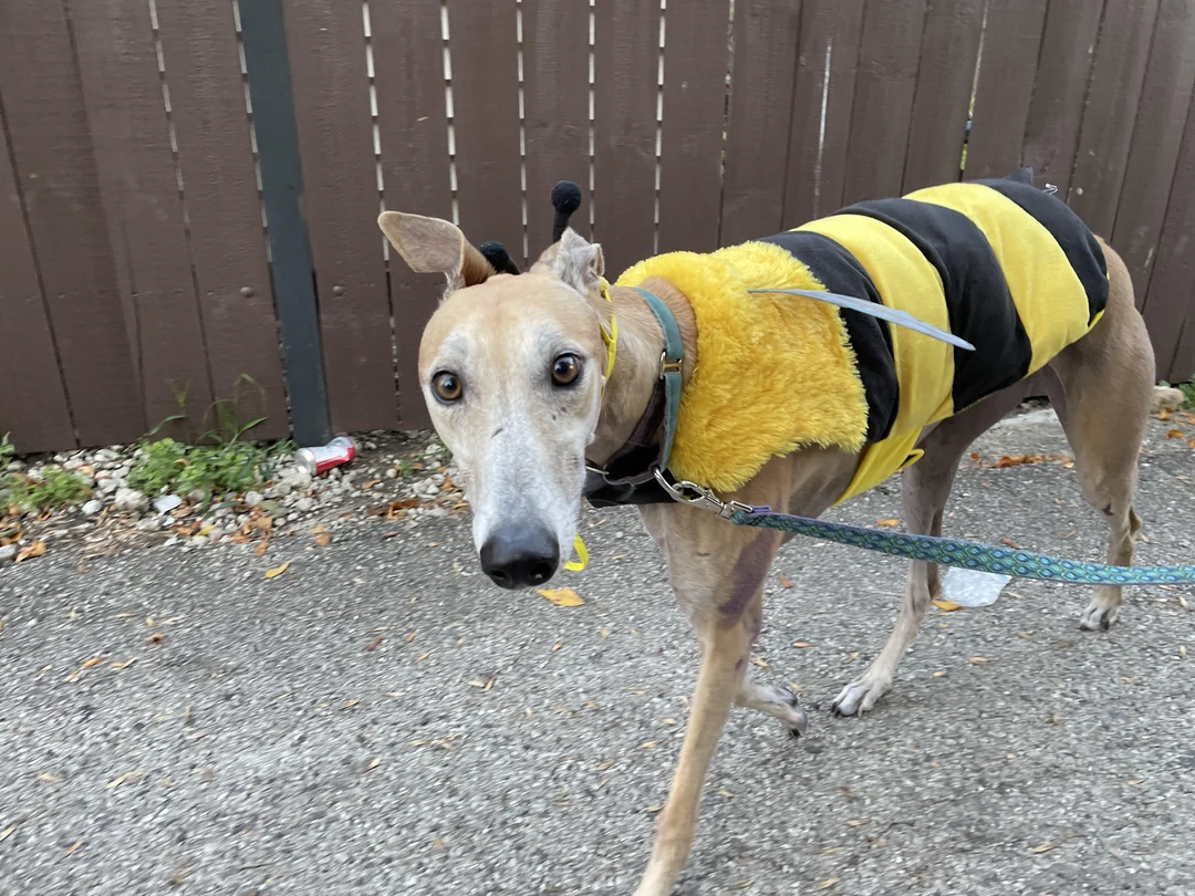 Little Bumblebee Yui! | Scrolller