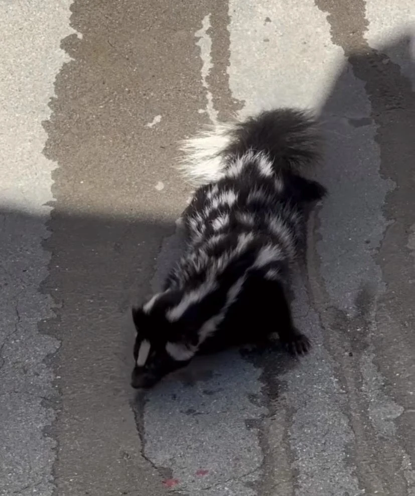 What kind of skunk is this? It's so cute!! | Scrolller
