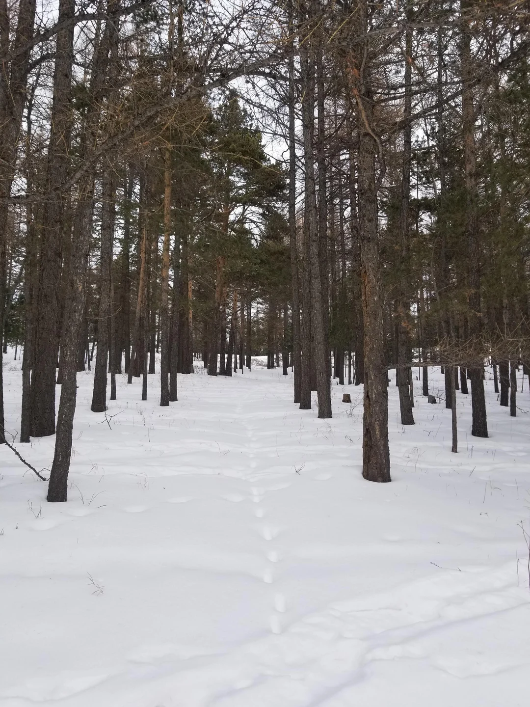 winter forest | Scrolller