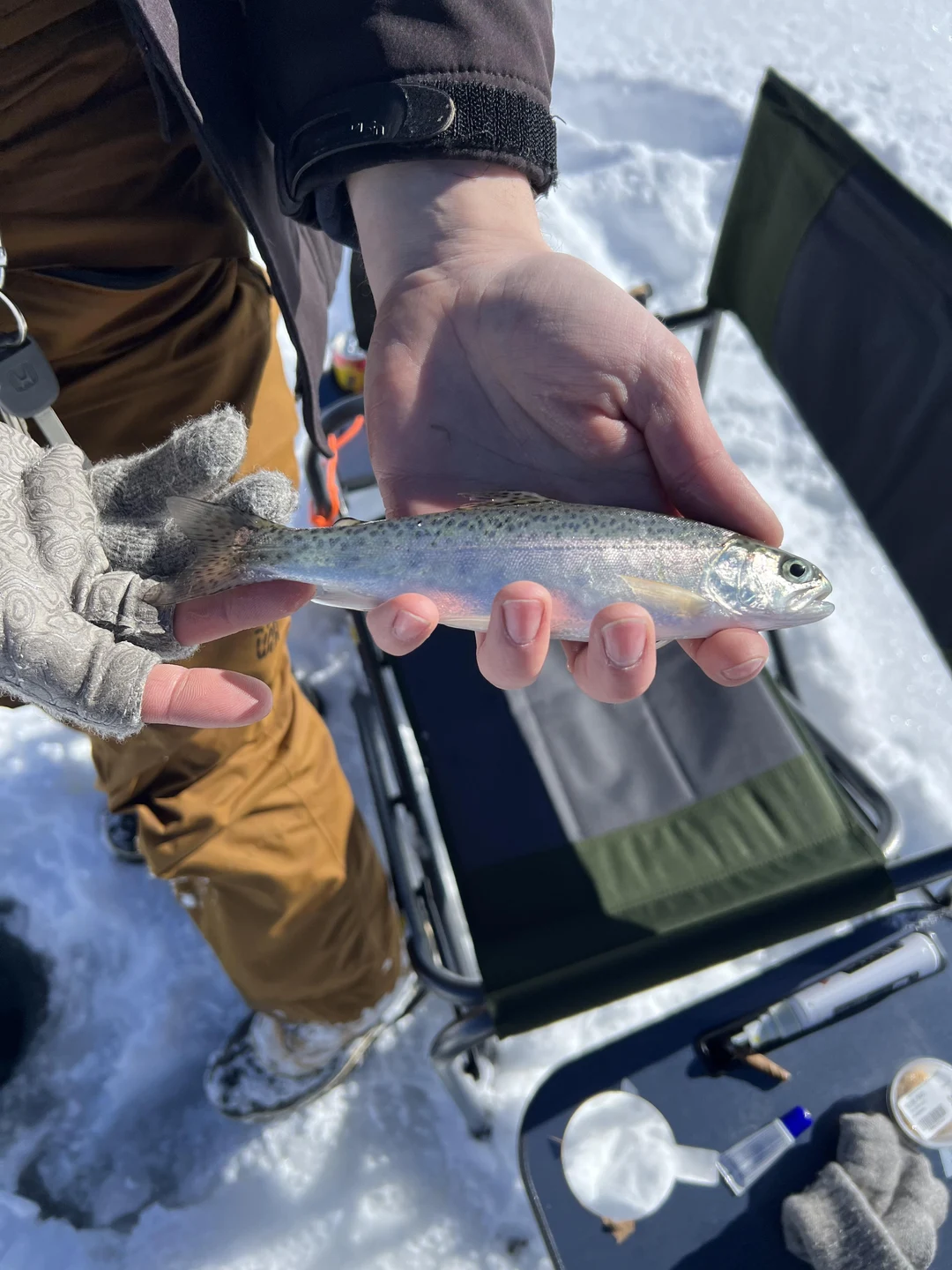 Artic Char? | Scrolller