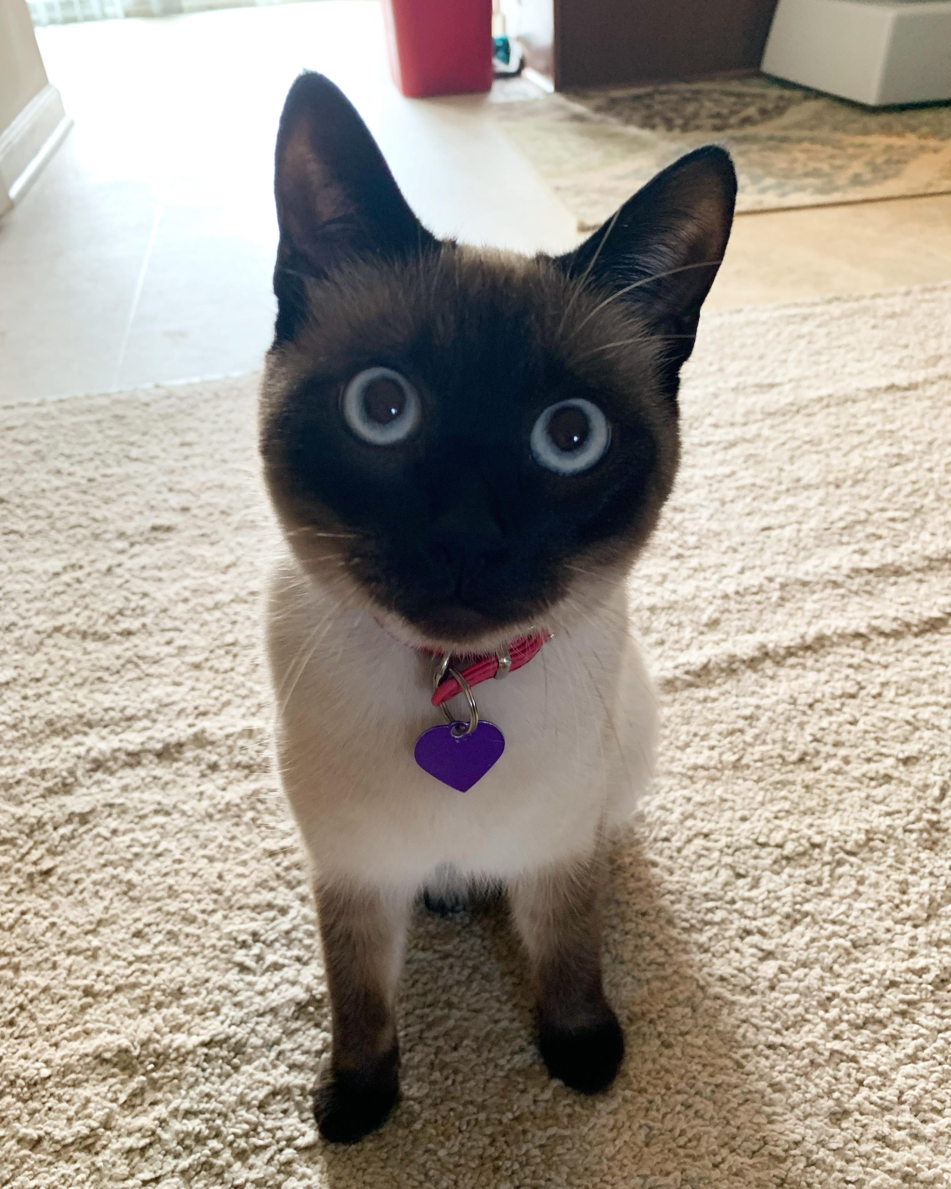 My crazy Iris | Scrolller