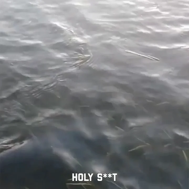 Fish ID? | Scrolller