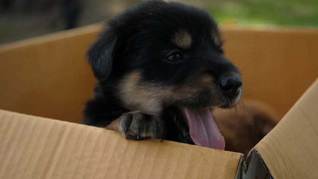 Meet pluto! new addition to my family | Scrolller