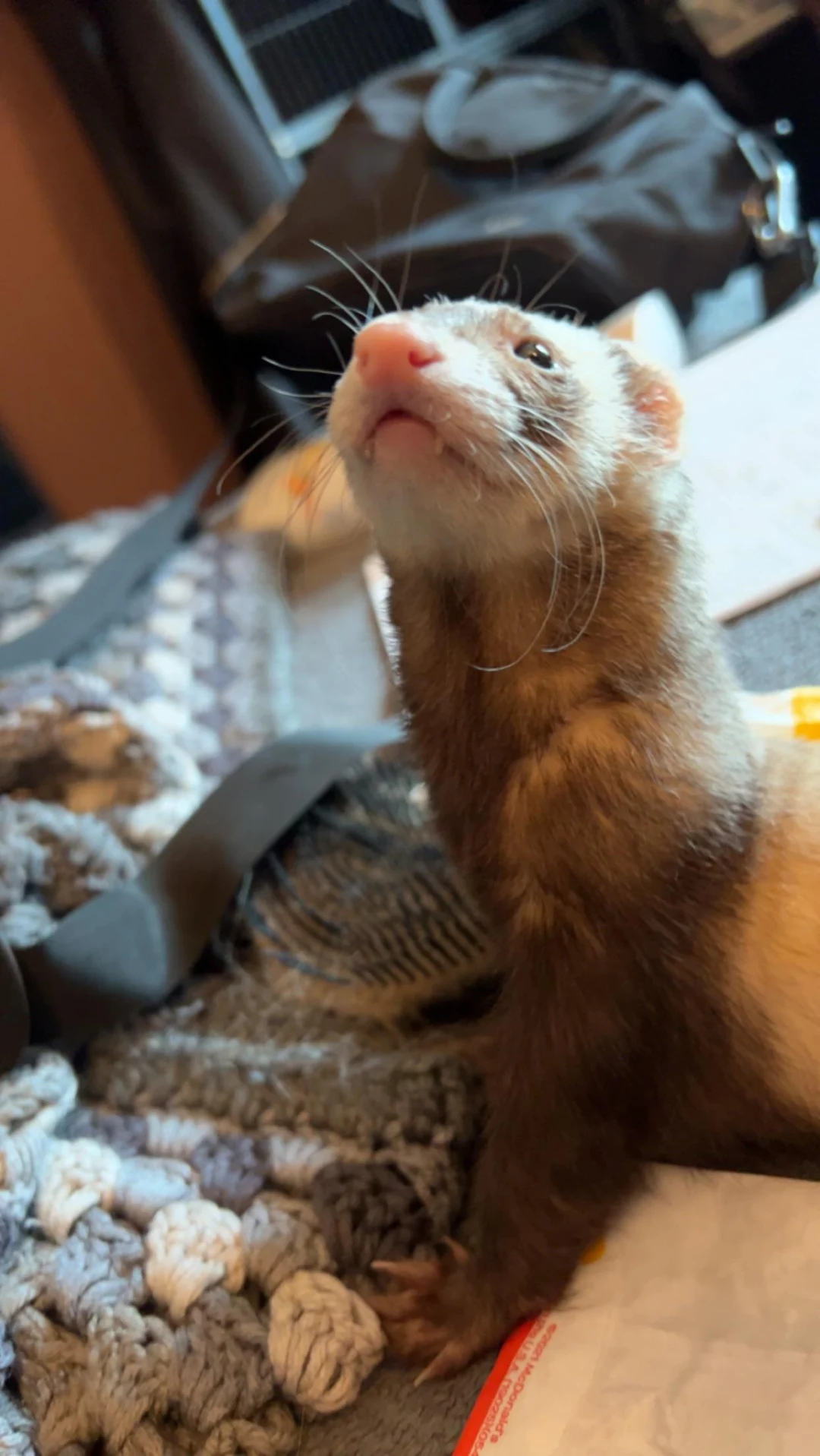 Judgement Weasel Rat | Scrolller