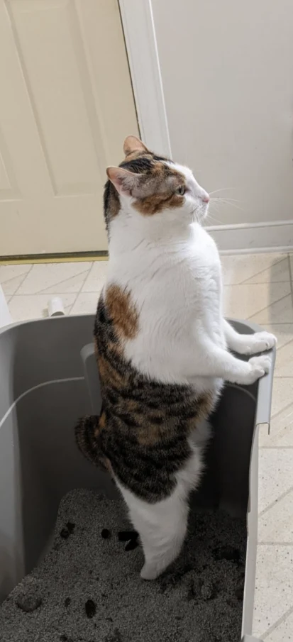 The Art of the Cat's Pooping Process | Scrolller