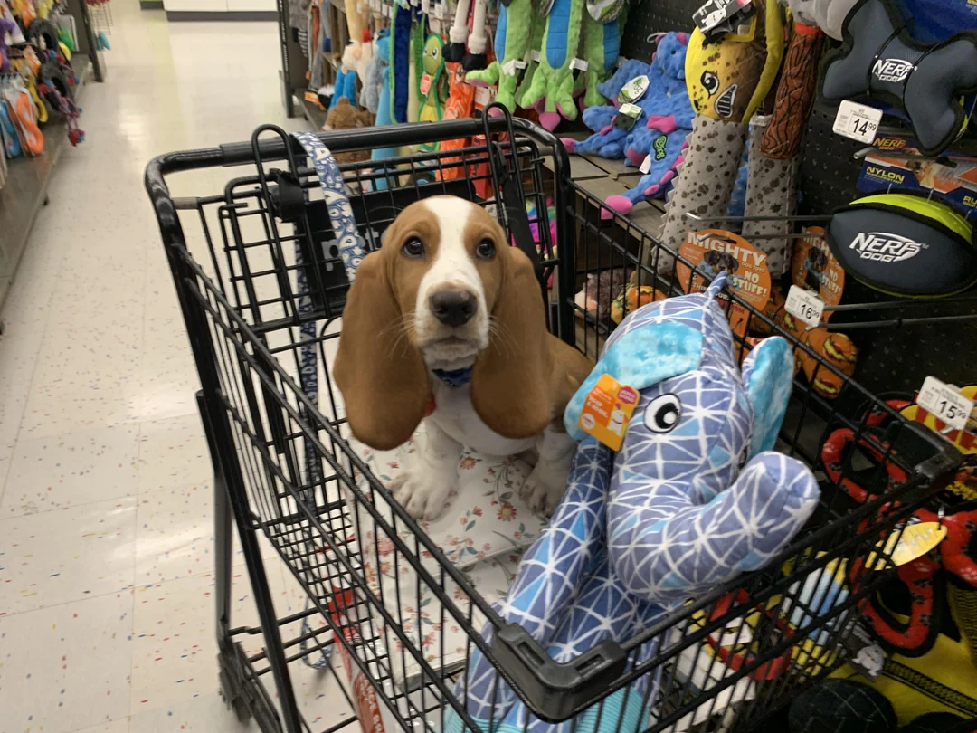 Obi picking out a new toy | Scrolller