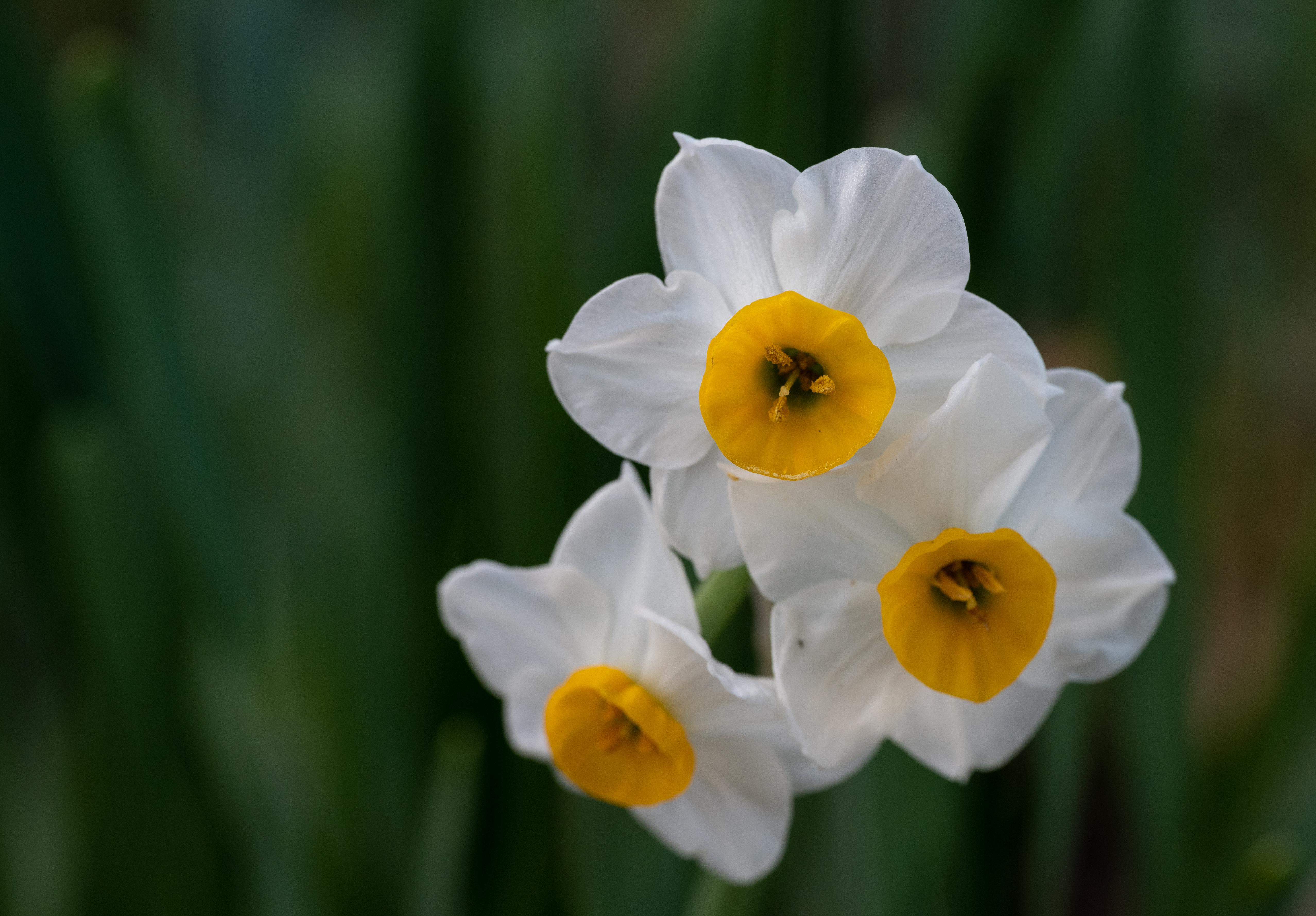 Daffodil | Scrolller