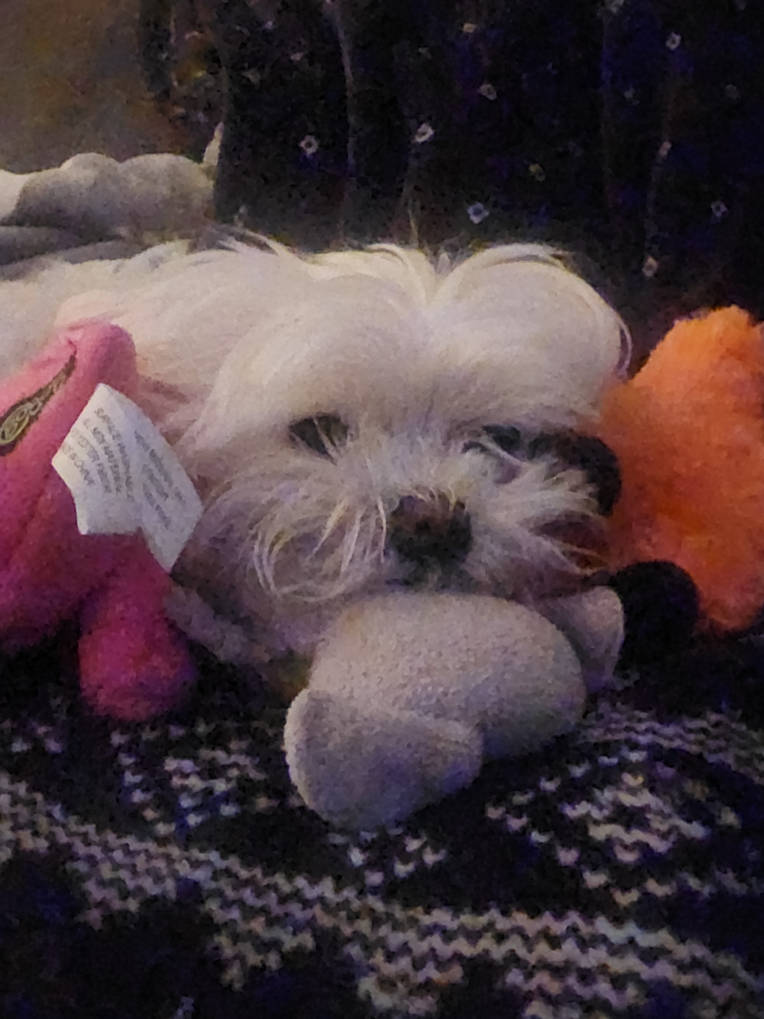 My cosy little creature | Scrolller