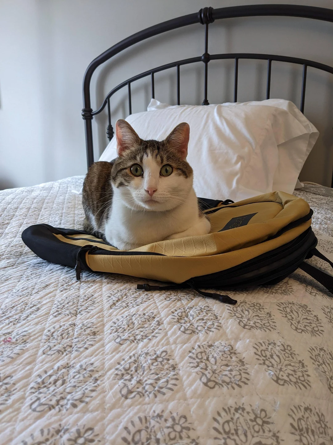 I bought a new backpack | Scrolller