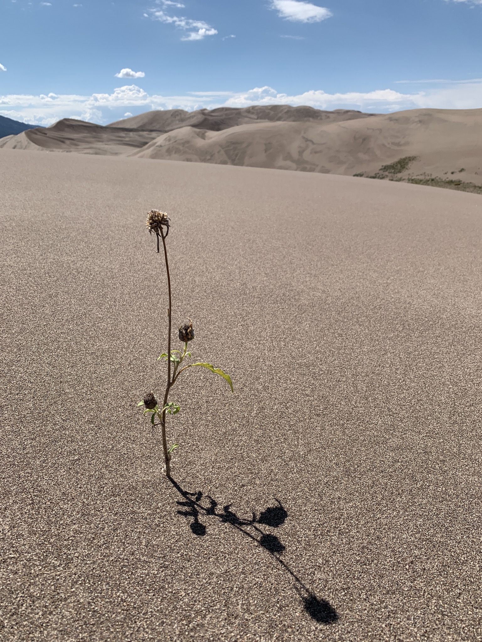 Yesterday was Black Canyon, today is Great Sand Dunes. Here's my GSD contribution. | Scrolller