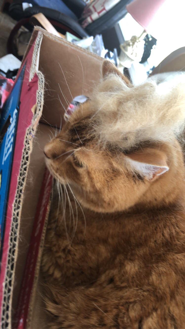 Floofy catto | Scrolller