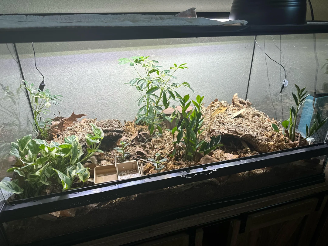 Finally got my first gecko(she hiding in the caves) how does it look? | Scrolller