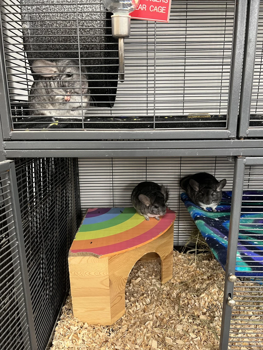 New chins at the rescue | Scrolller