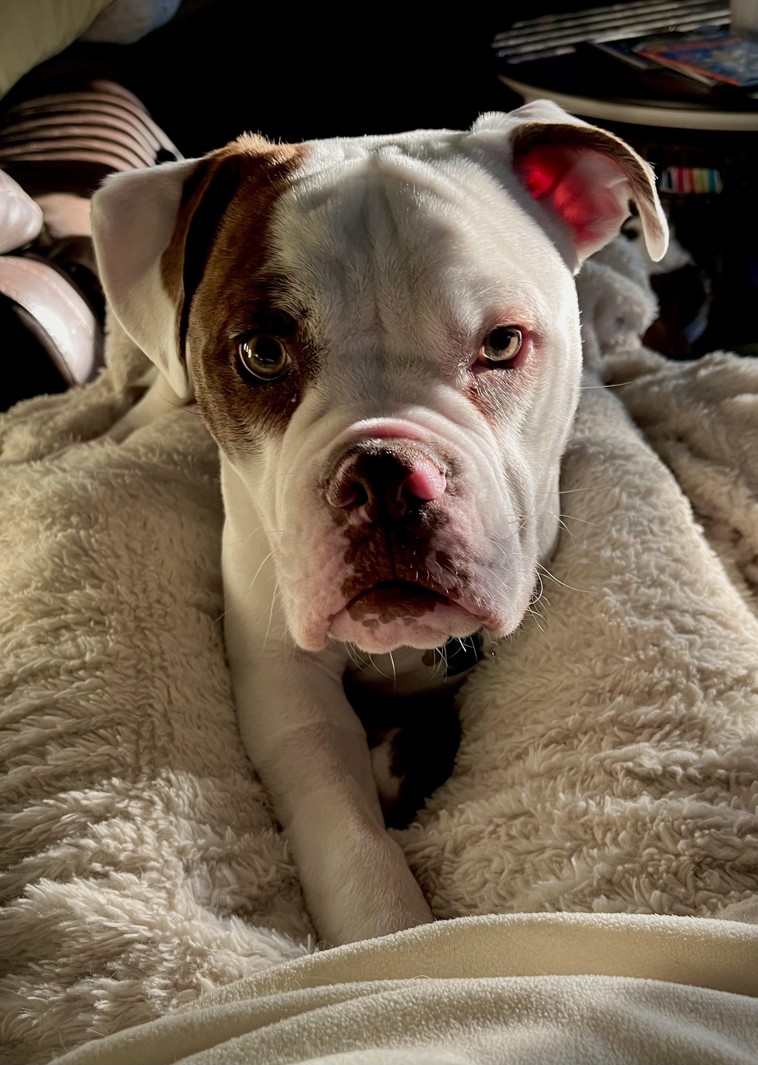 Meatpie thinking about his Cinco De Mayo plans | Scrolller