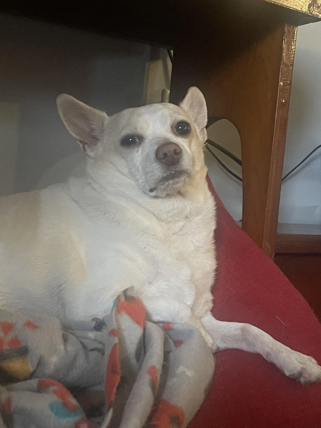 Old man Missile (he’s only 7) | Scrolller