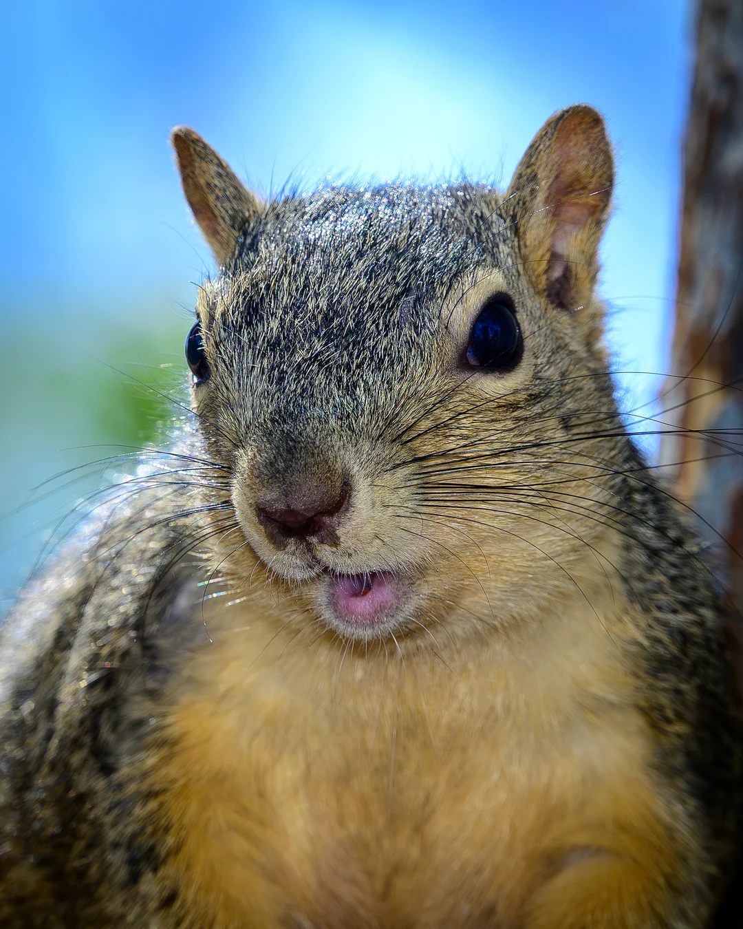 Headshot Squirrel | Scrolller