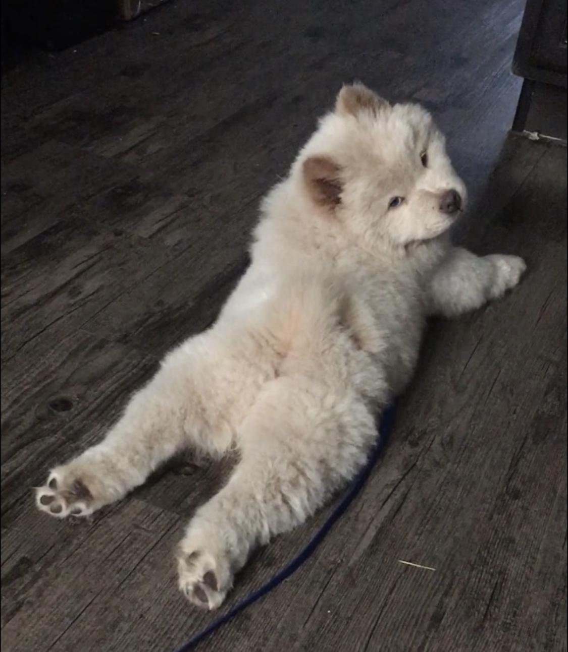 Fluffy Butt Chow Chow (OC) | Scrolller