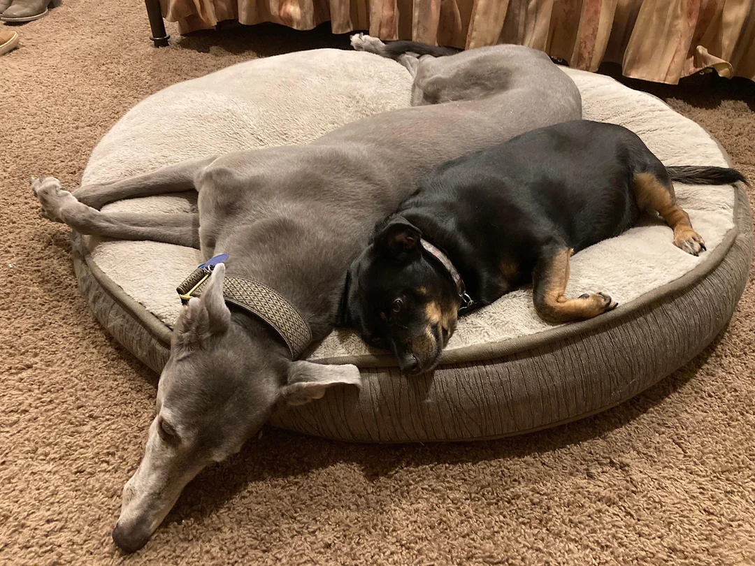 My friends napping together this morning too. | Scrolller