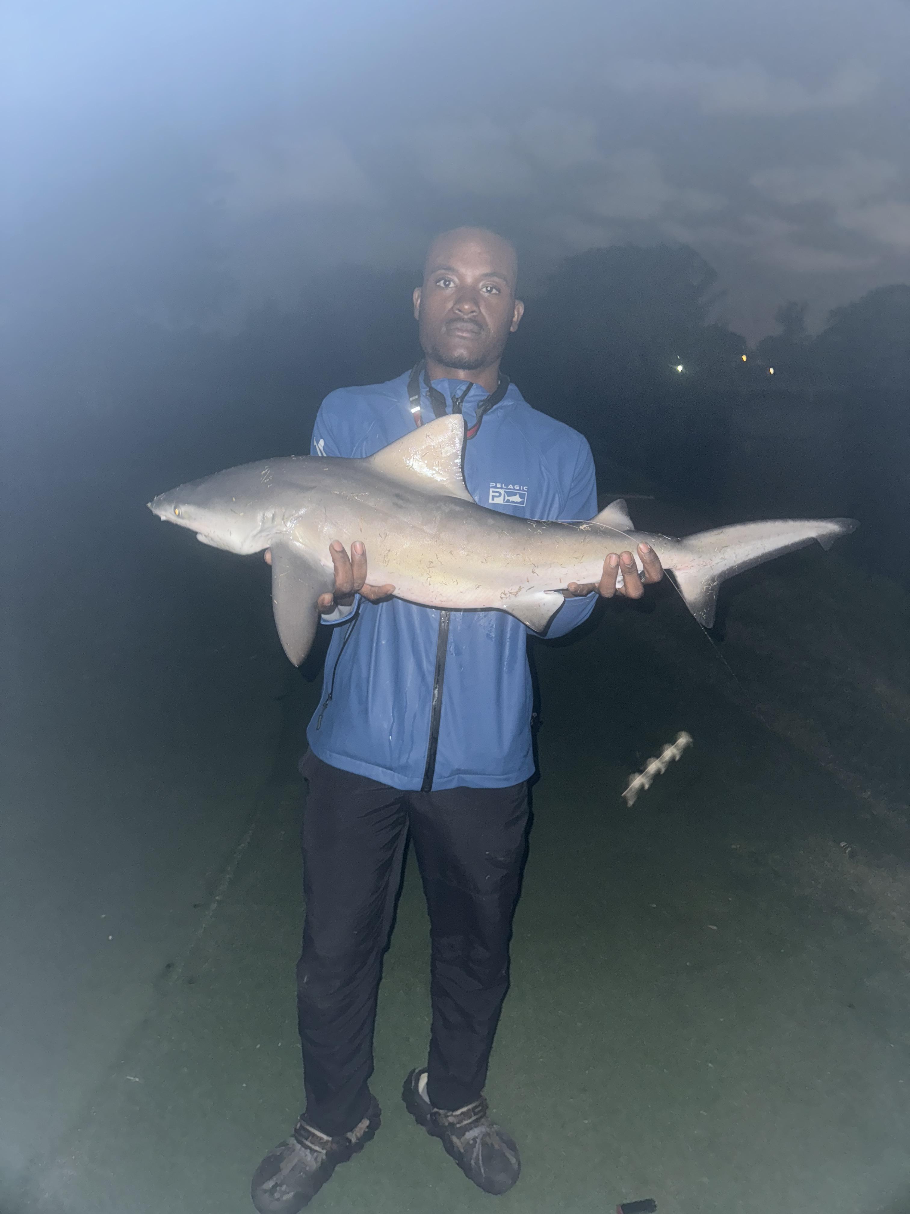 My first shark | Scrolller