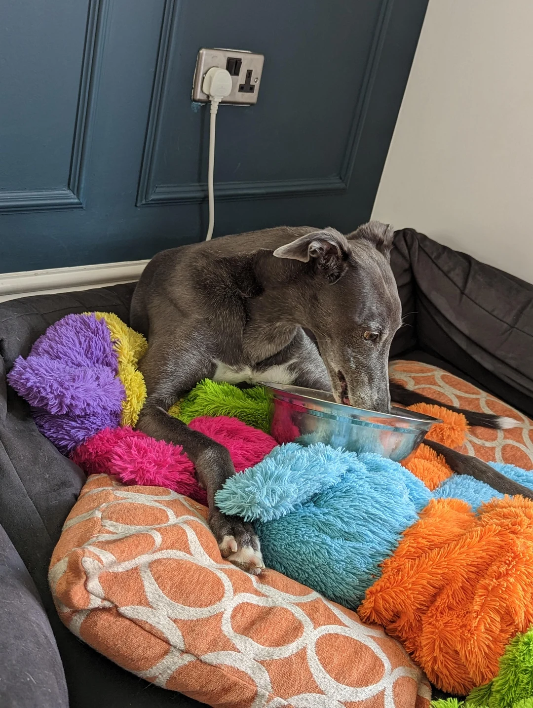 Dilly had an operation today, so she gets scrambled eggs in bed now she's home | Scrolller