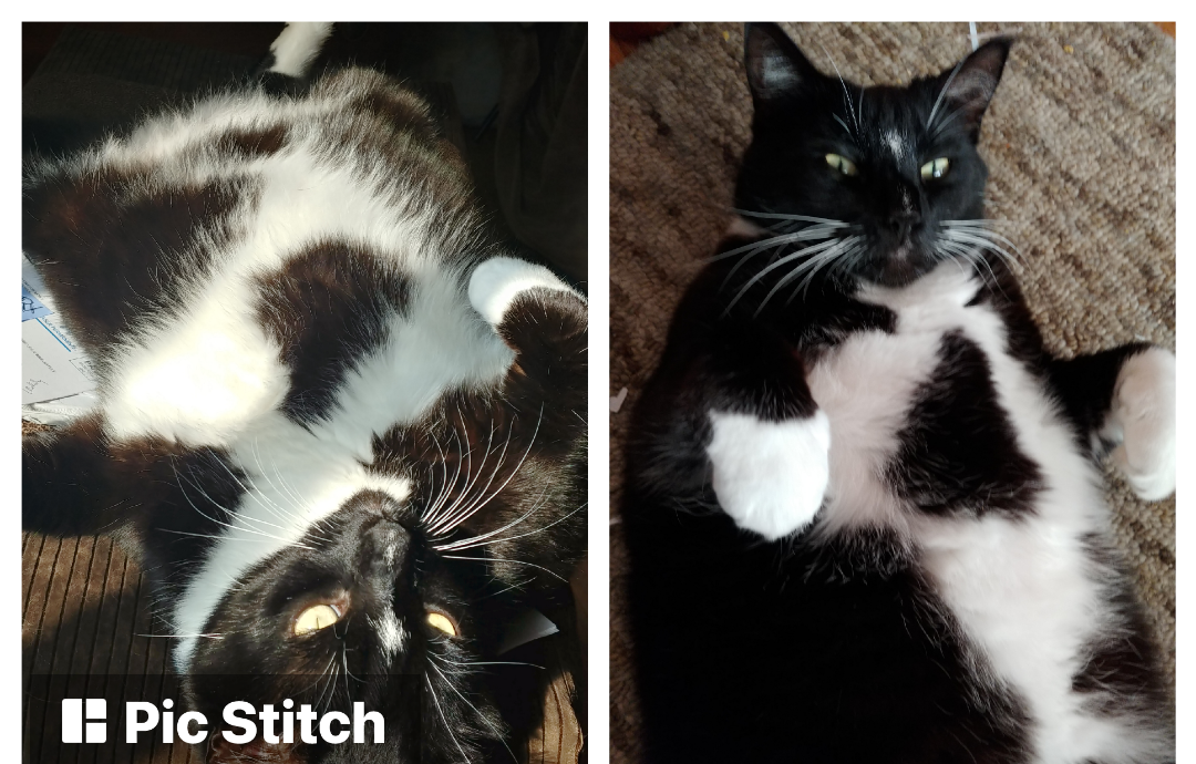 What patterns do you see on your tuxies coat? | Scrolller