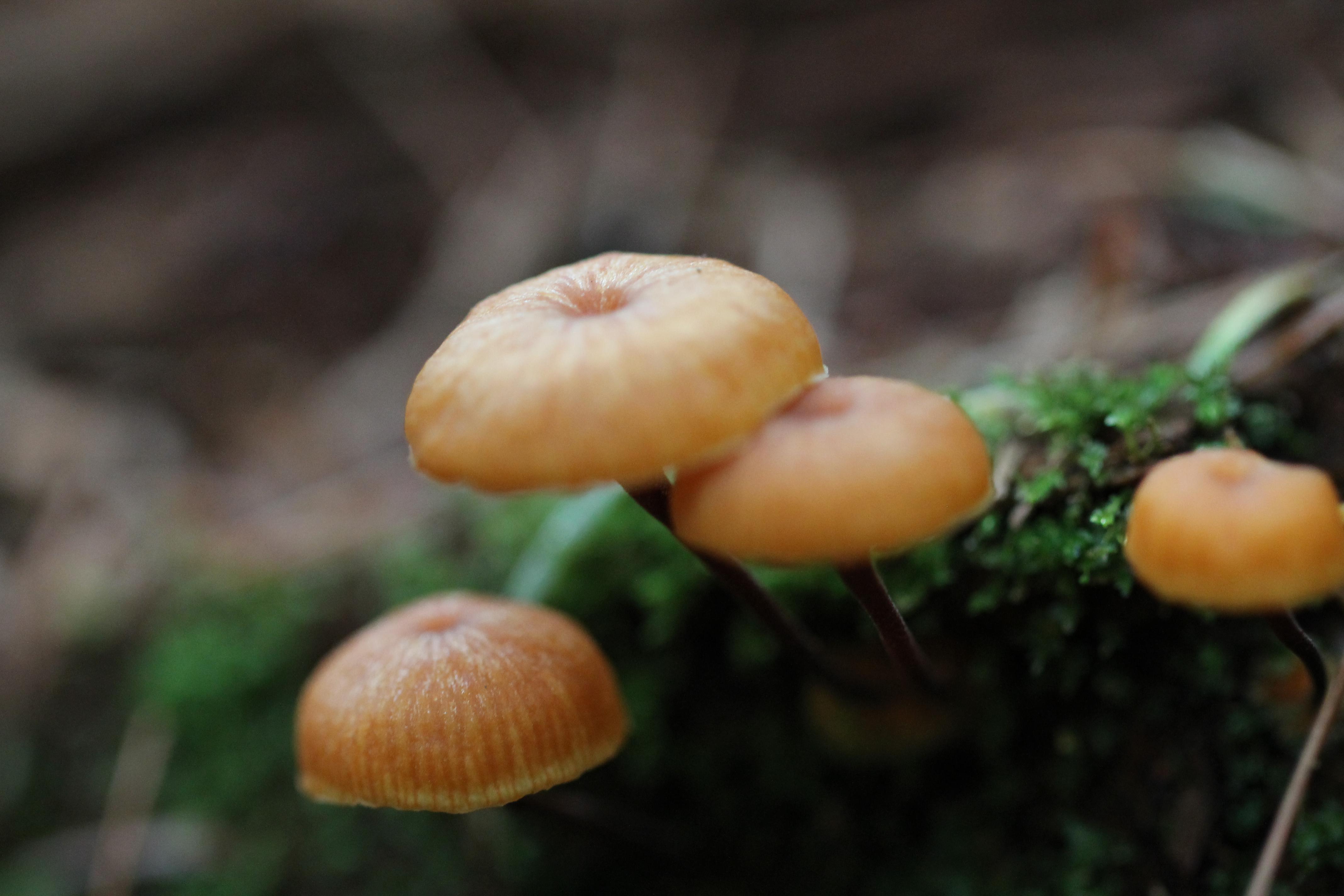 Tiny Mushrooms | Scrolller