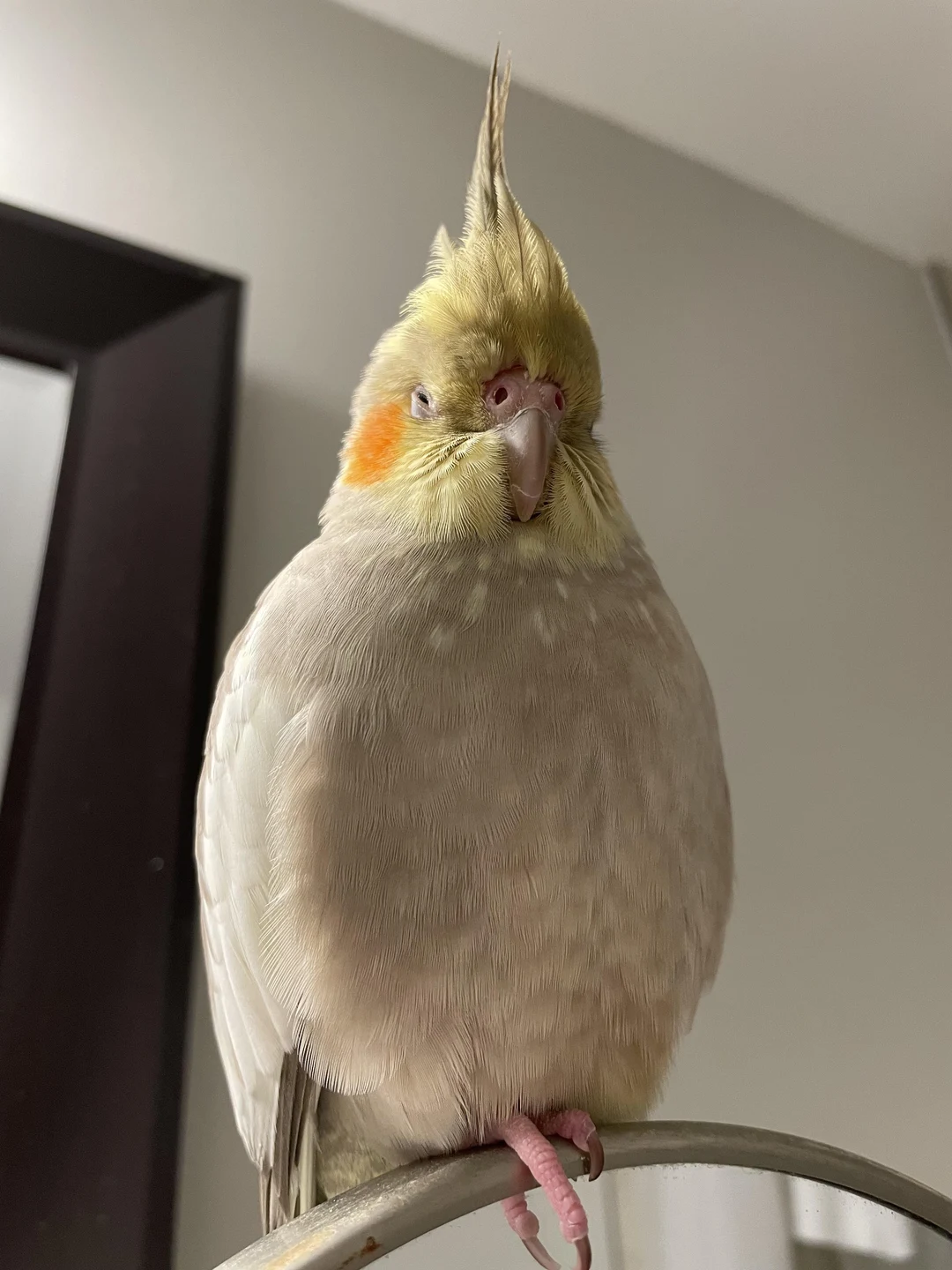 Sleepy floof | Scrolller