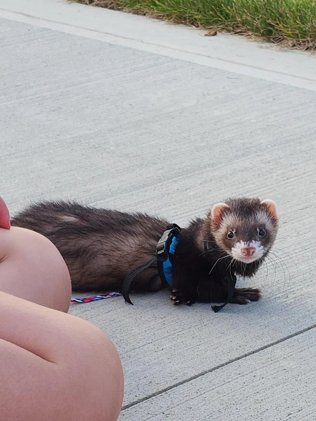 New ferret owner . Obsessed already | Scrolller