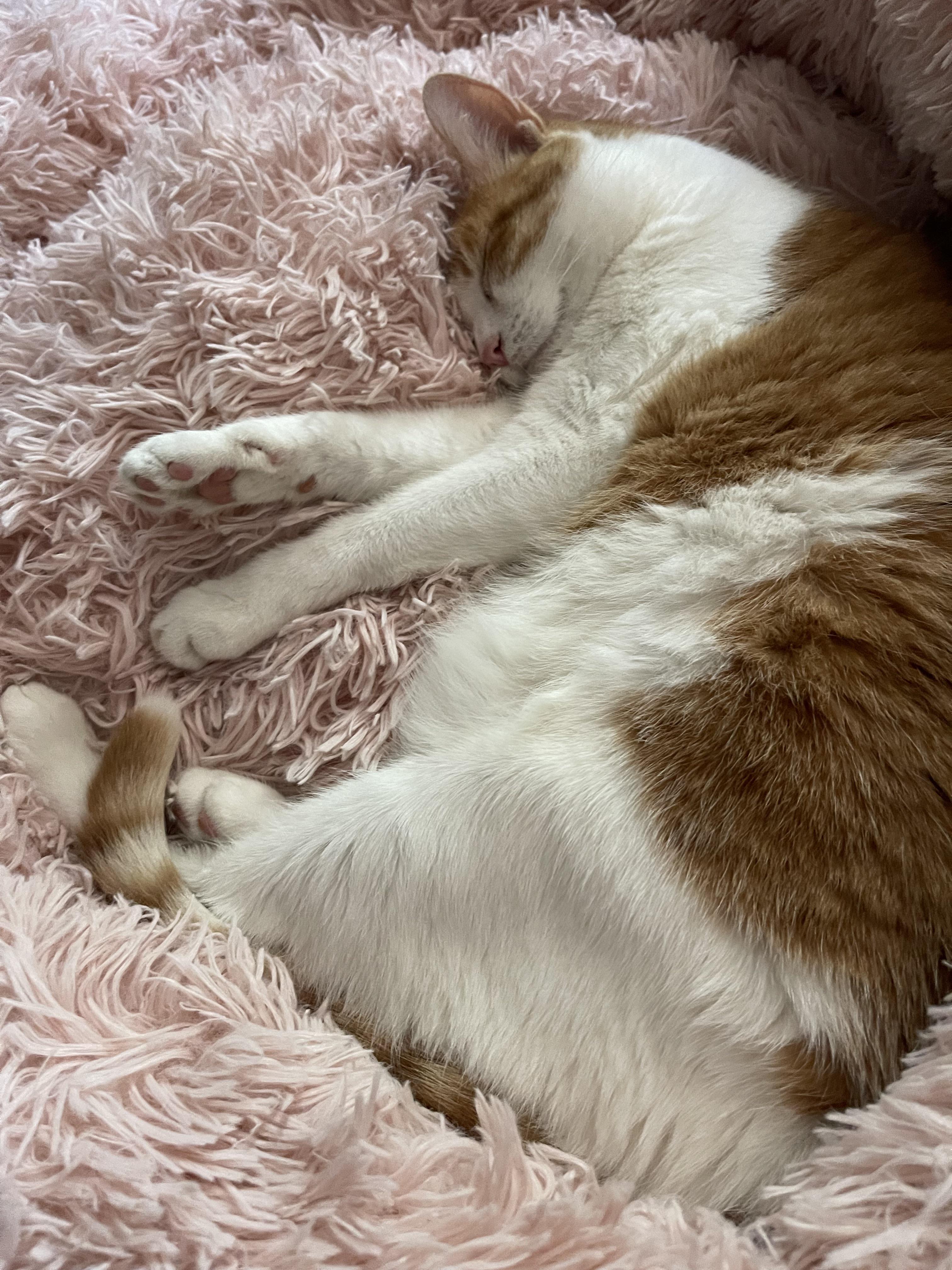 [OC] I’m extremely jealous of how comfortable she gets, and how hard she naps. | Scrolller