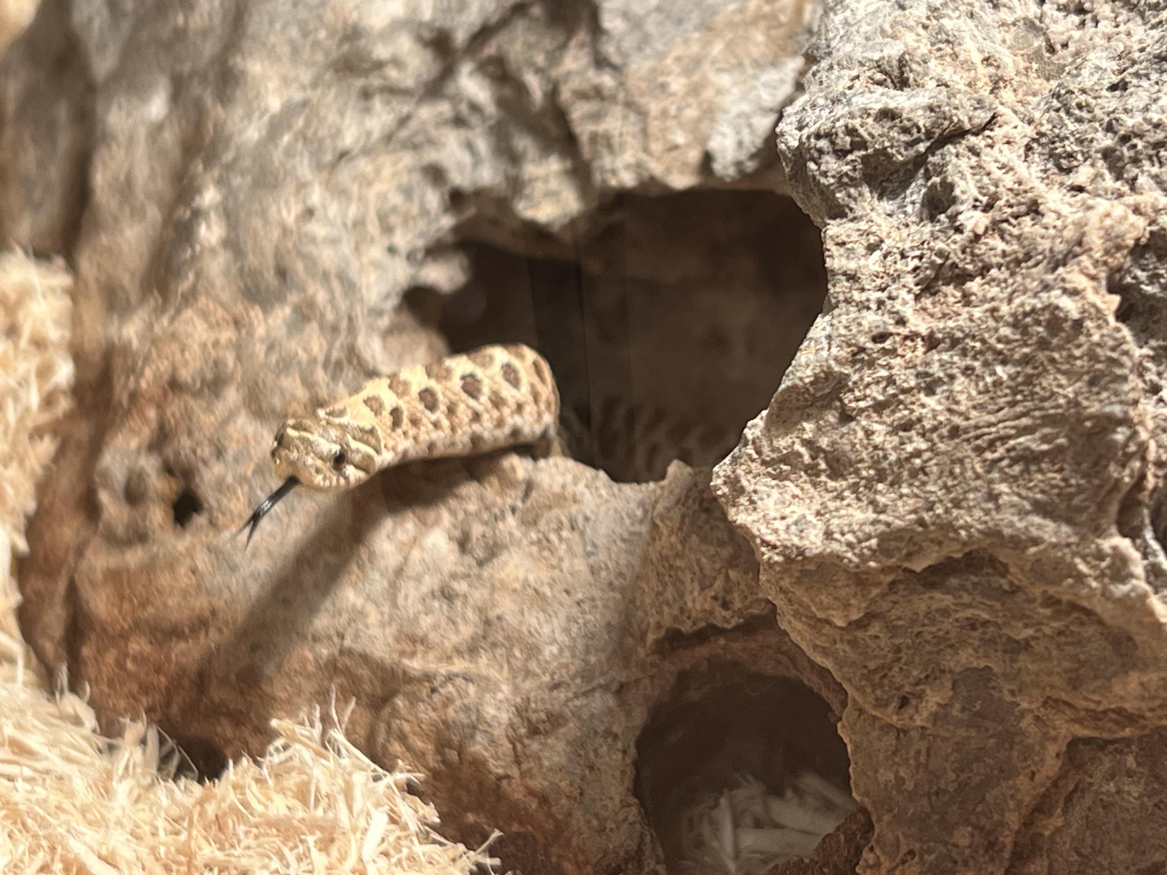 New (3 weeks now) western hognose | Scrolller