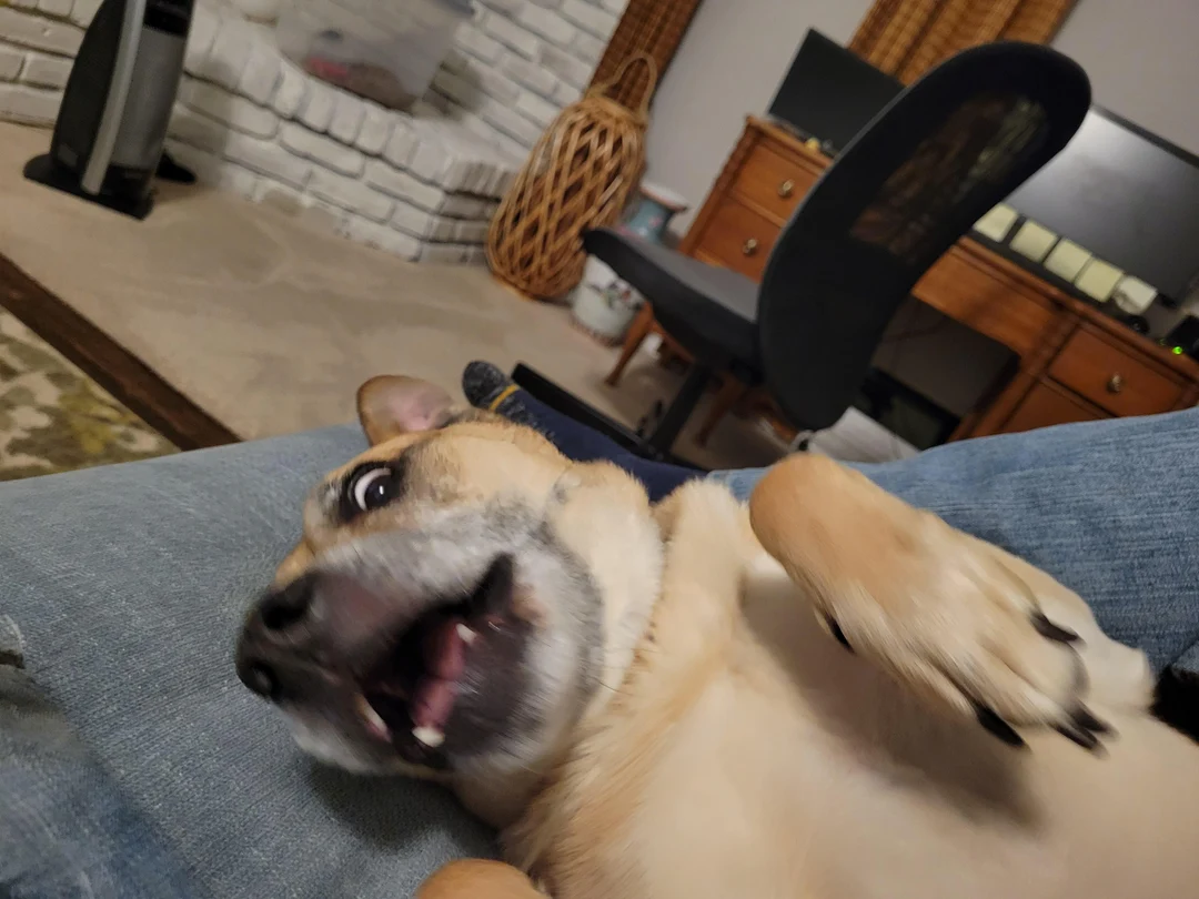 Max derp, rather, Max the Derp. | Scrolller