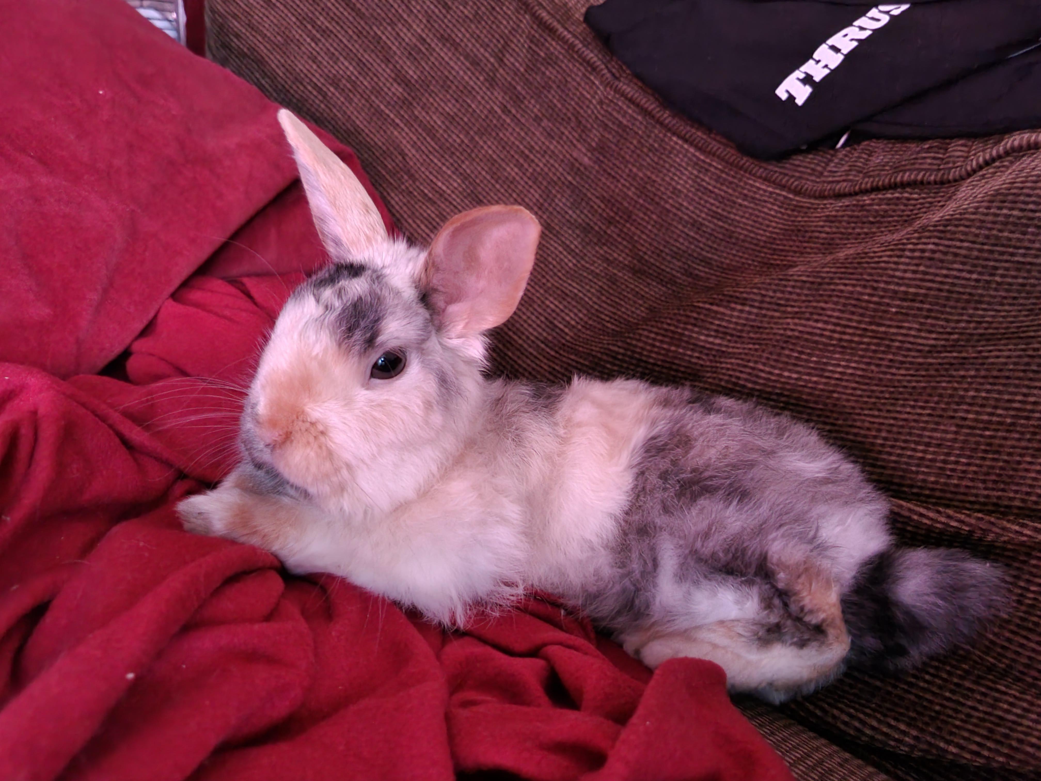 Discover more like Rabbits: He is so polite and Related Content | Scrolller