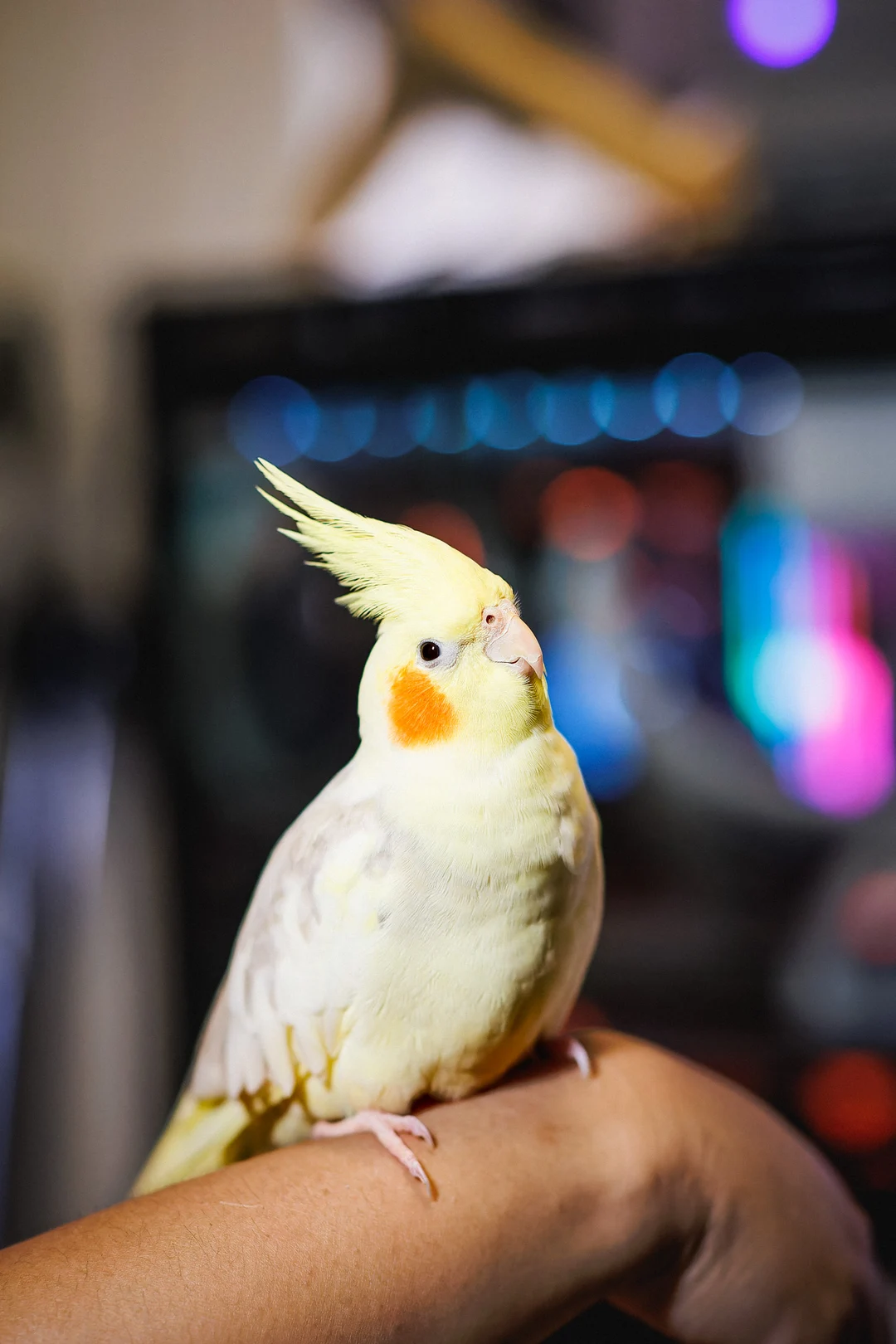 Birb in front of a PC | Scrolller