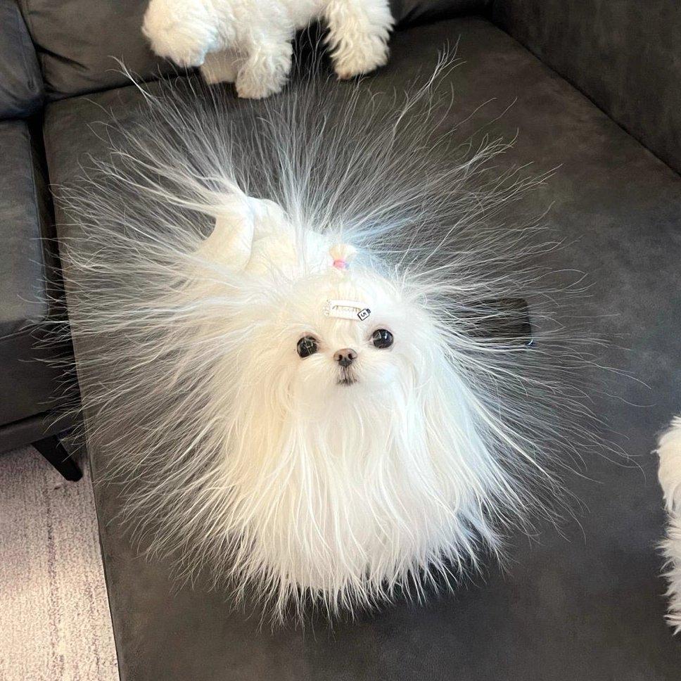 Why does my cat look like this | Scrolller