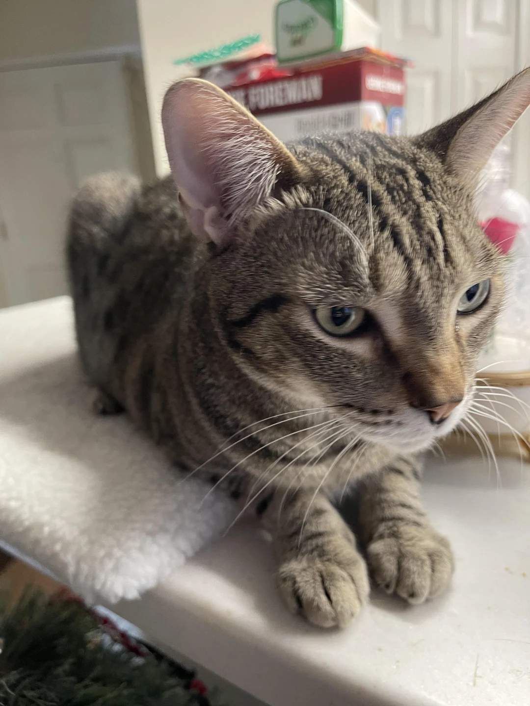 Discover more like Catloaf: Curious Loaf by Lux and Related Content | Scrolller