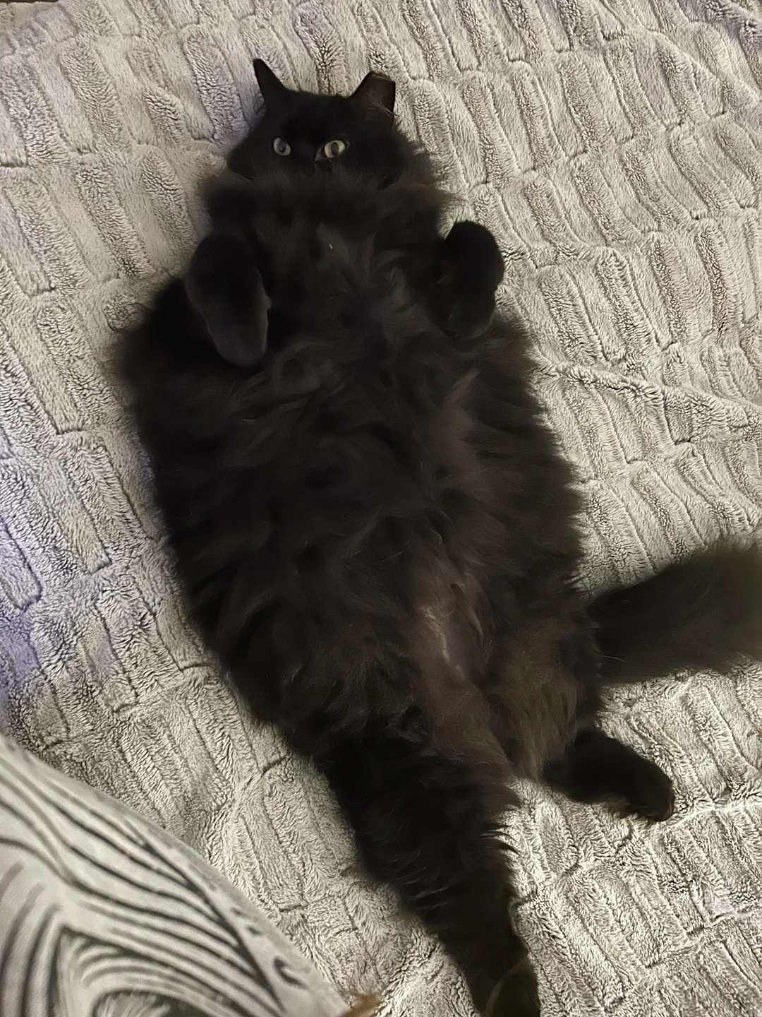 Does anyone else’s MC lay like this? | Scrolller