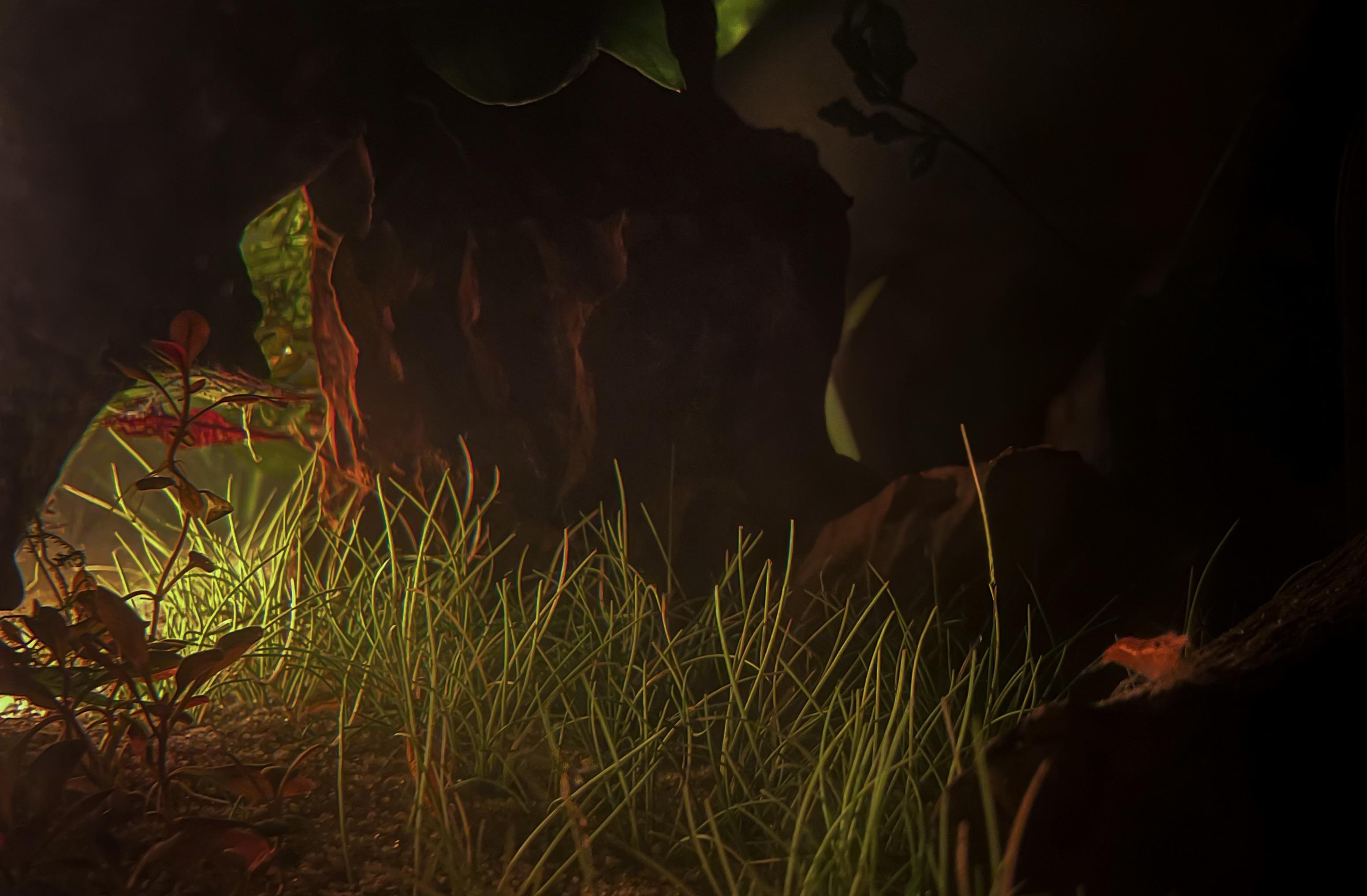 Light Shining Through Driftwood Arch at Night | Scrolller