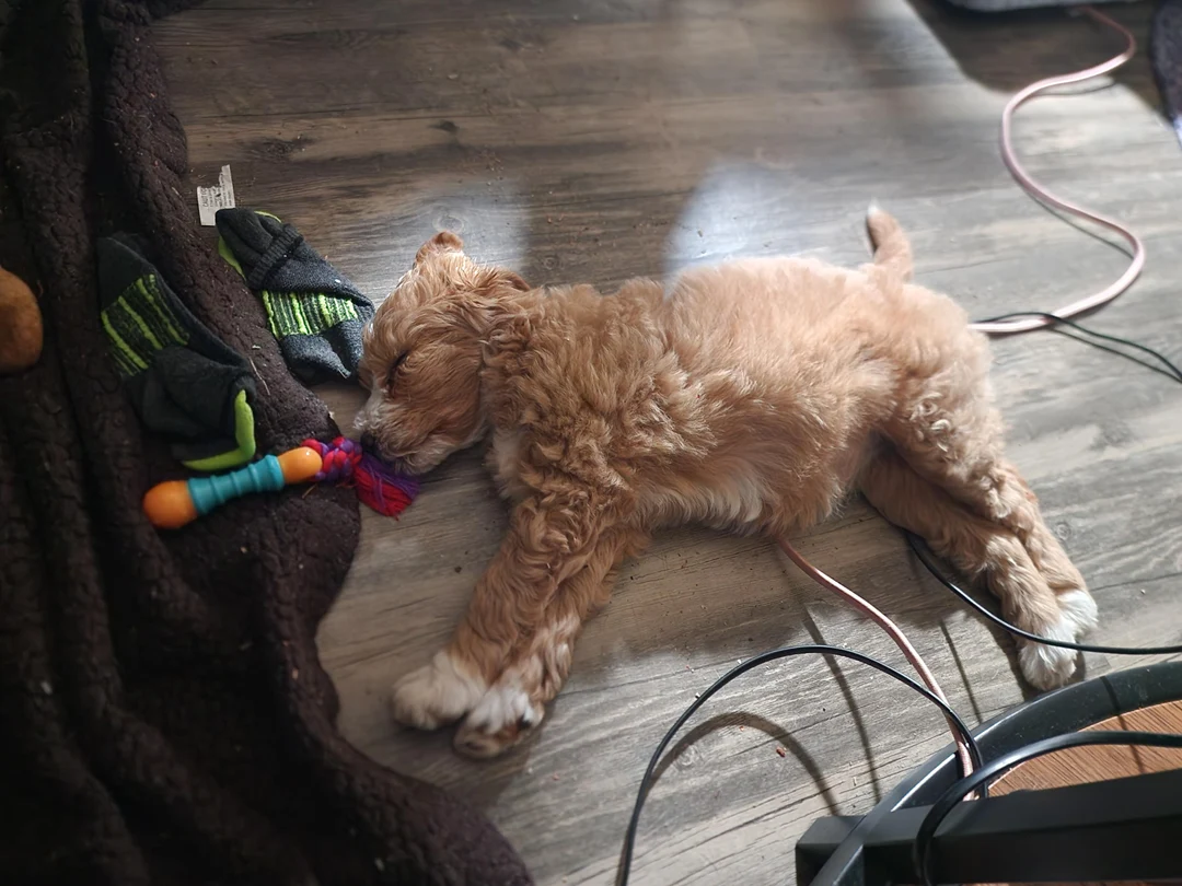 Discover more like Puppies: Sweet dreams, everyone and Related Content | Scrolller