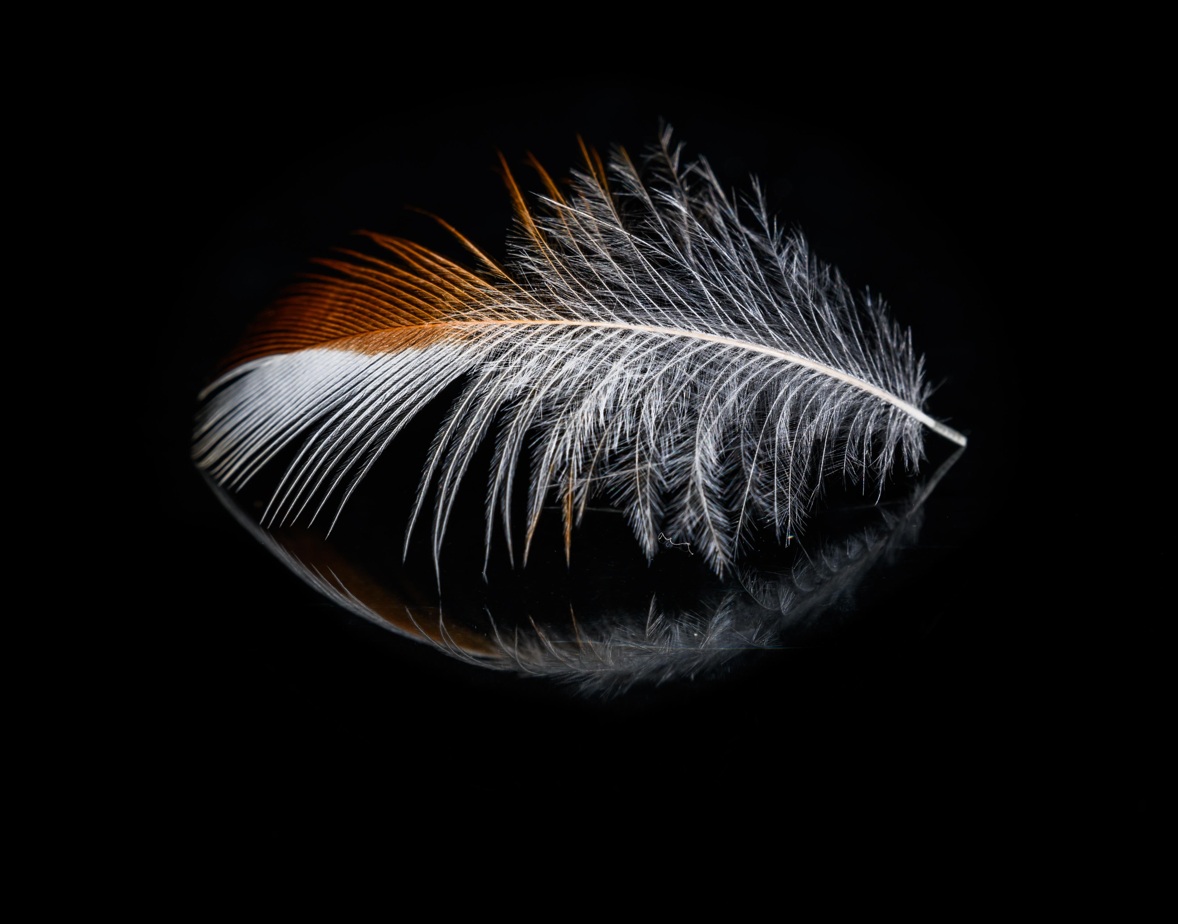 Zebra finch feather [OC] [4050 x 3176] | Scrolller