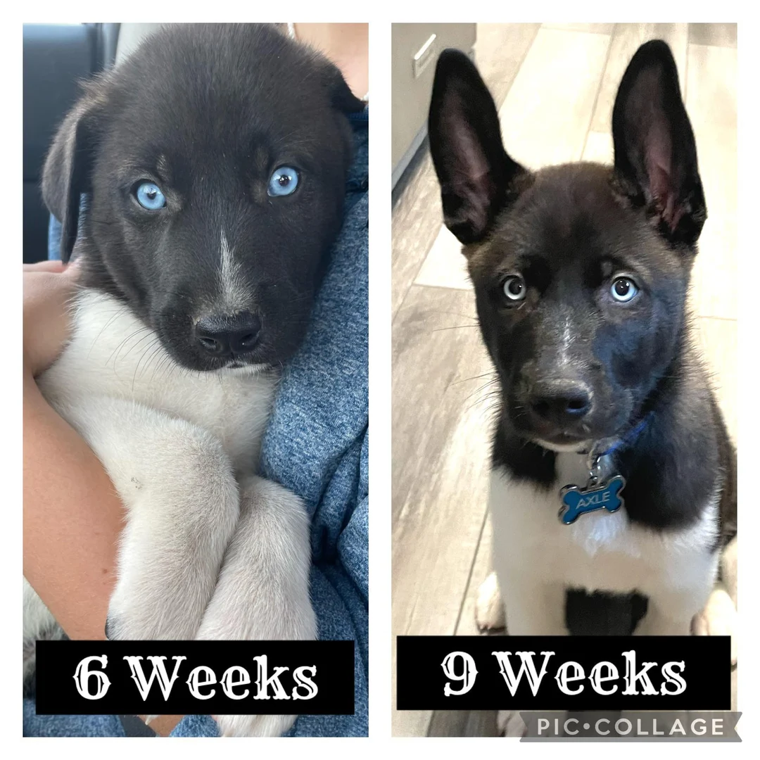 Meet Axle ⚔️ | Scrolller