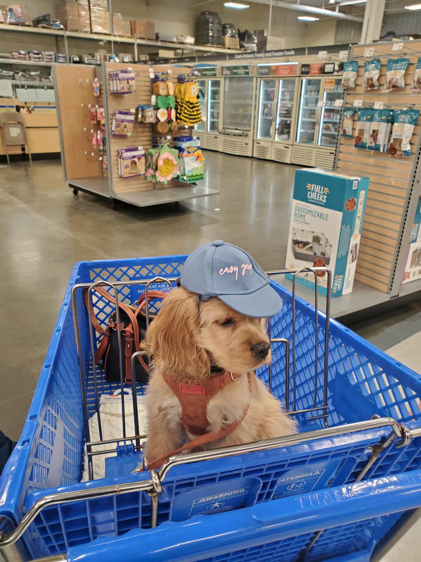 Meet Daisy :) | Scrolller