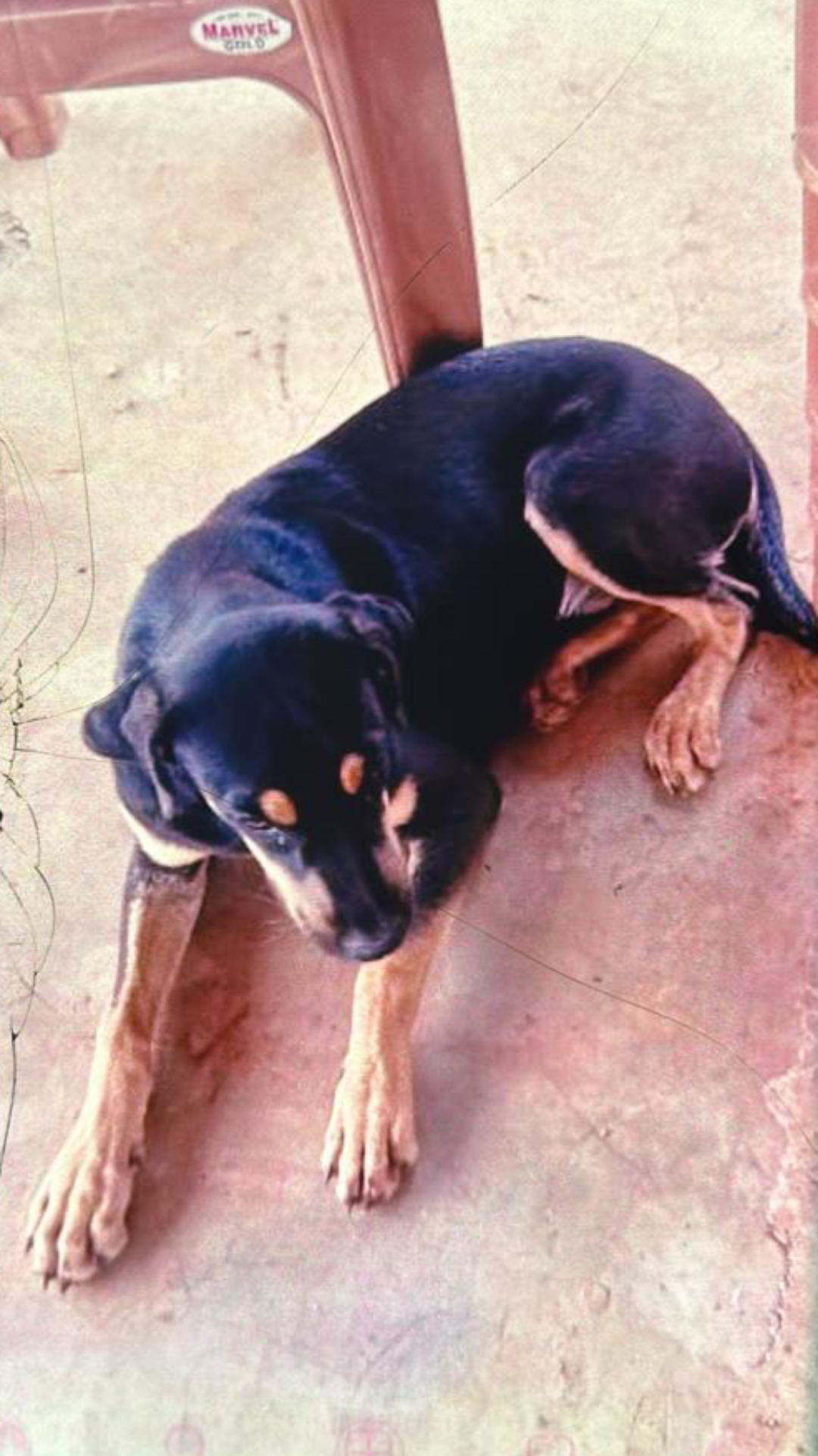 Can anyone confirm if he's a Rott | Scrolller