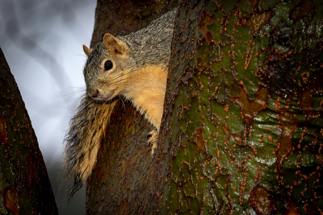 Rainy Day Squirrel | Scrolller